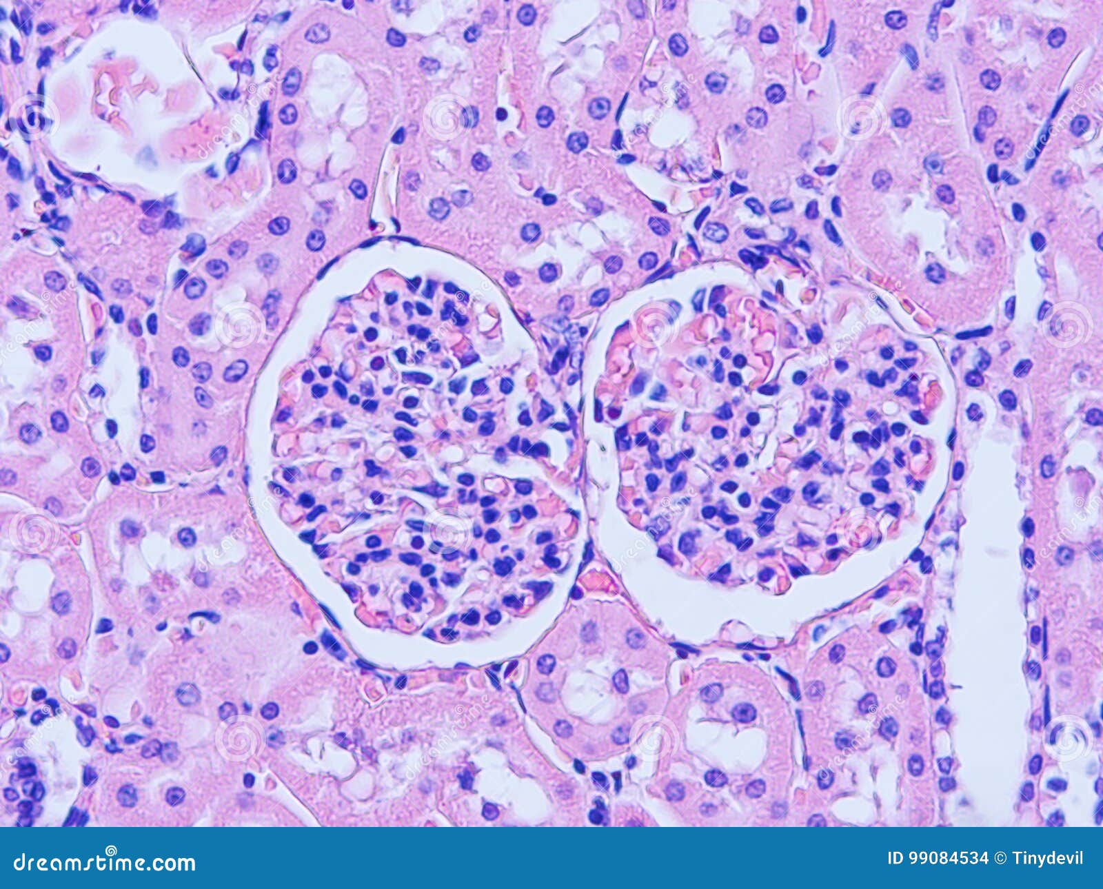Histology of human tissue stock photo. Image of show - 99084534