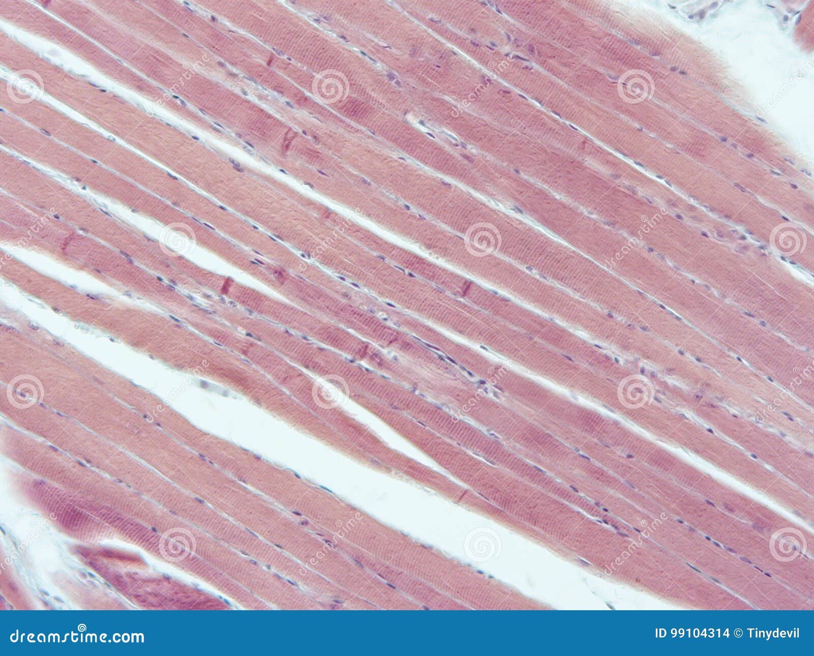 Histology of human tissue stock photo. Image of microscope - 99104314