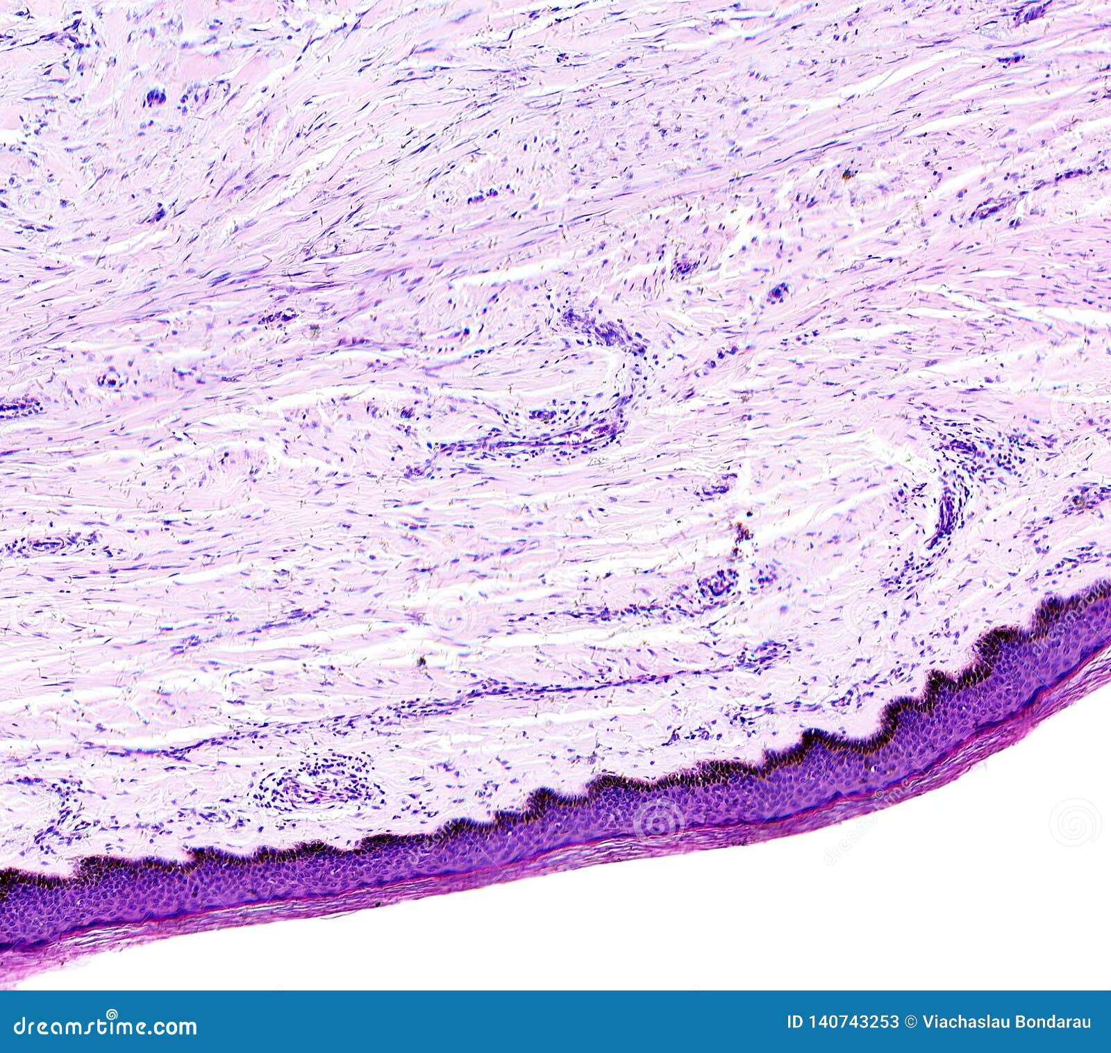 Histology of Human Tissue, Show Skin As Seen Under the Microscope, 10x ...