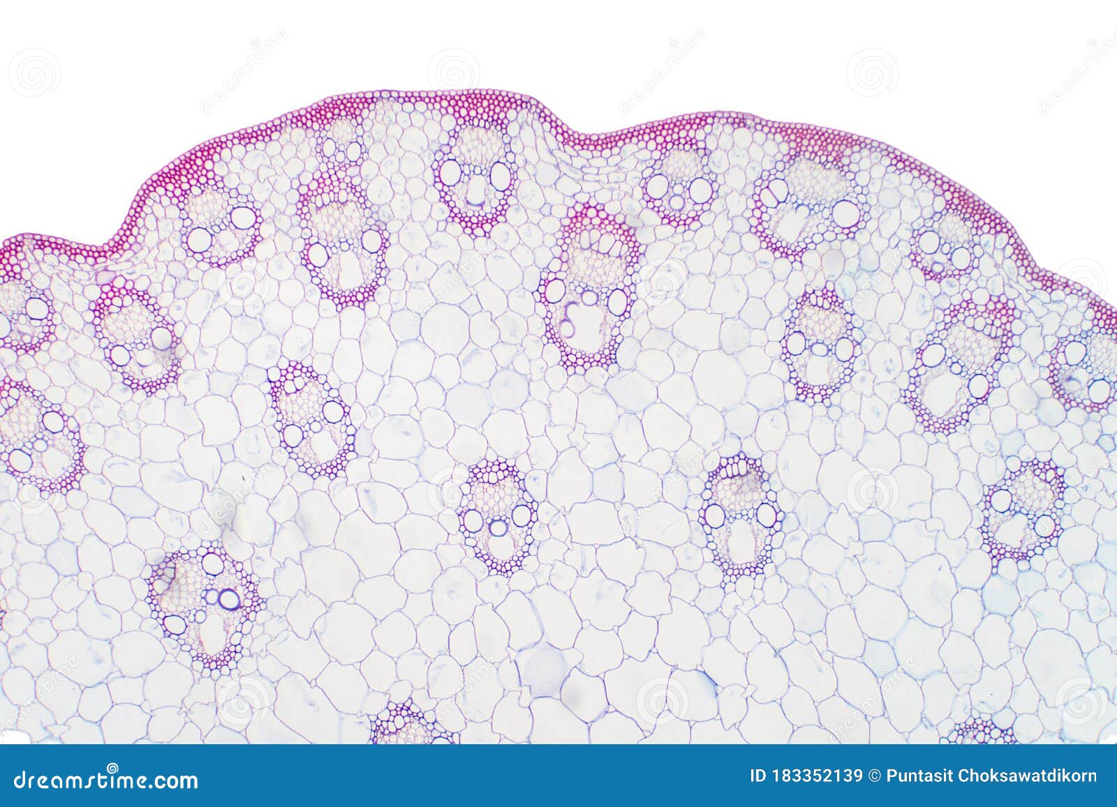 Histology of Monocot Stem Under the Microscope for Education Stock ...