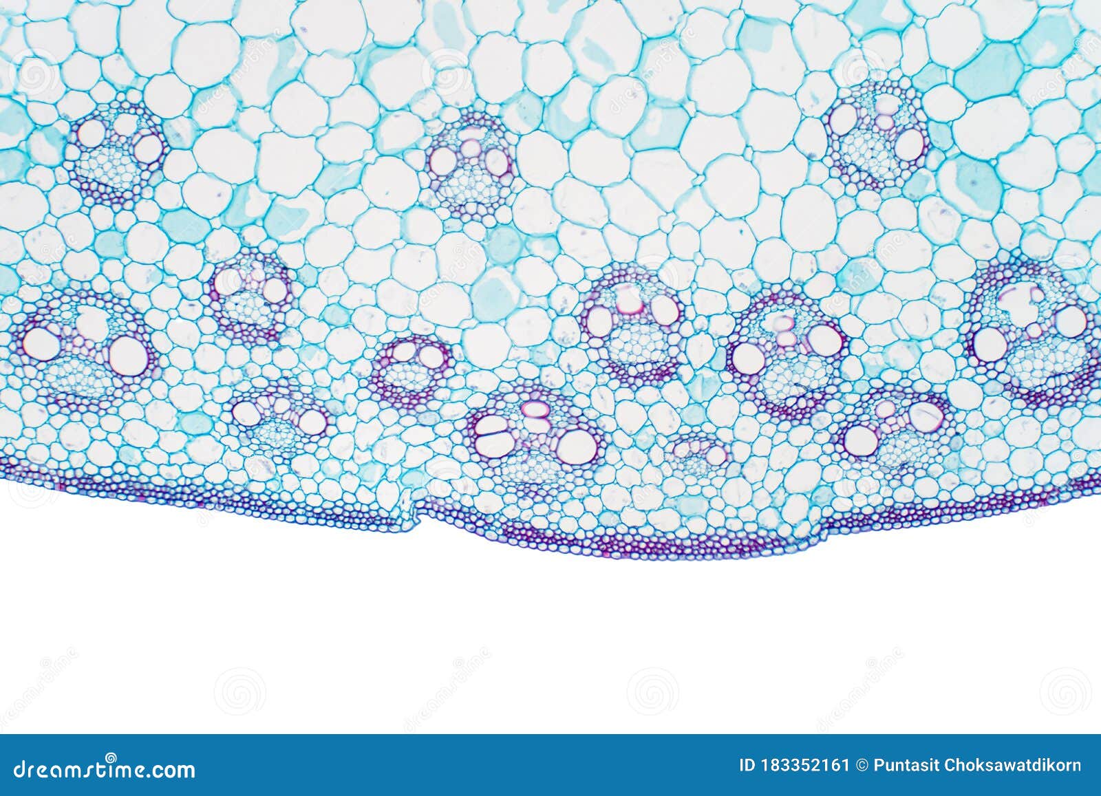 Histology of Monocot Stem Under the Microscope for Education Stock ... Histology of Monocot Stem Under the Microscope for Education Stock ...