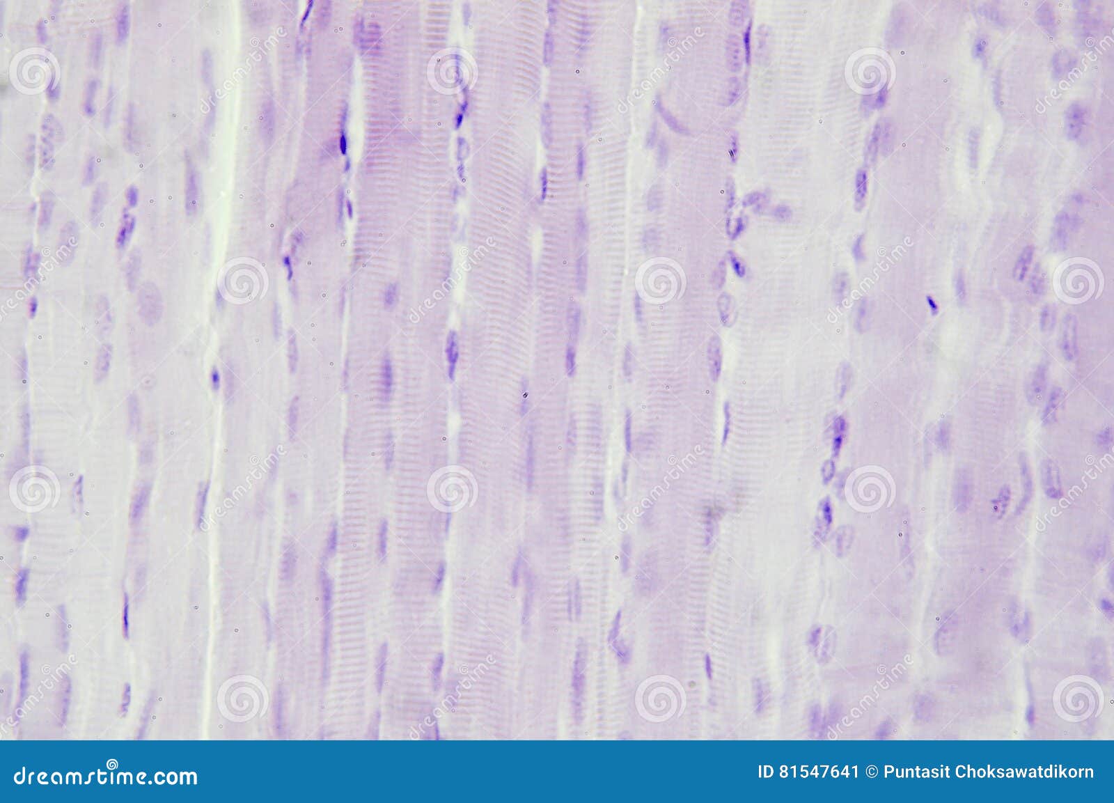Skeletal Muscle Histology