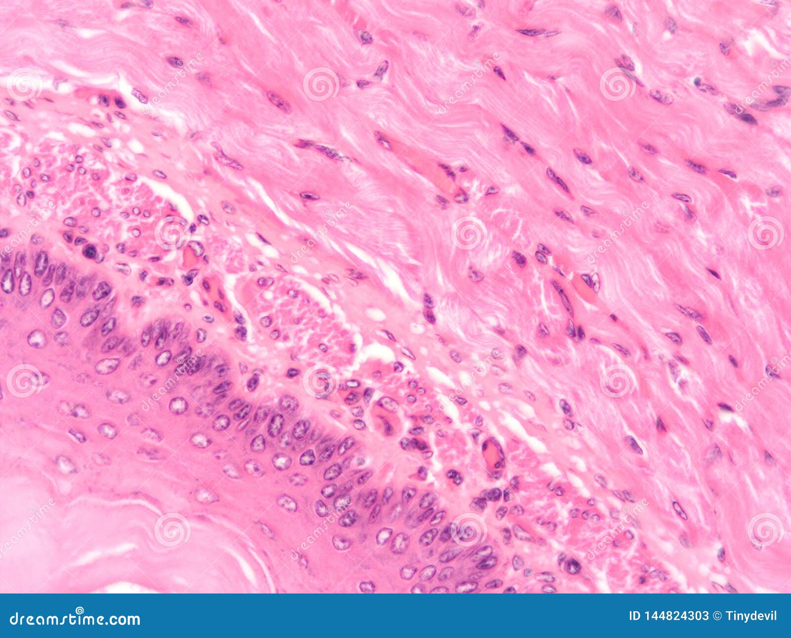 Trachea Histology Labeled Google Search Histology