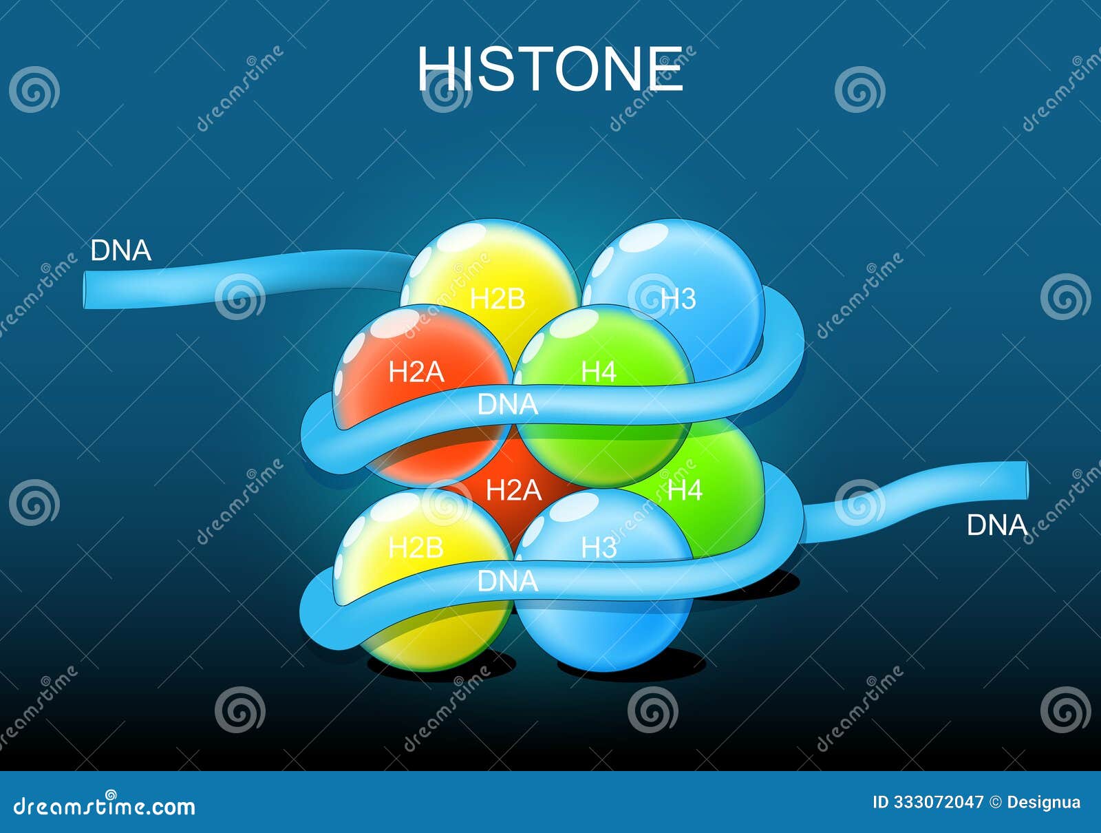 Histone structure stock vector. Illustration of evolution - 333072047