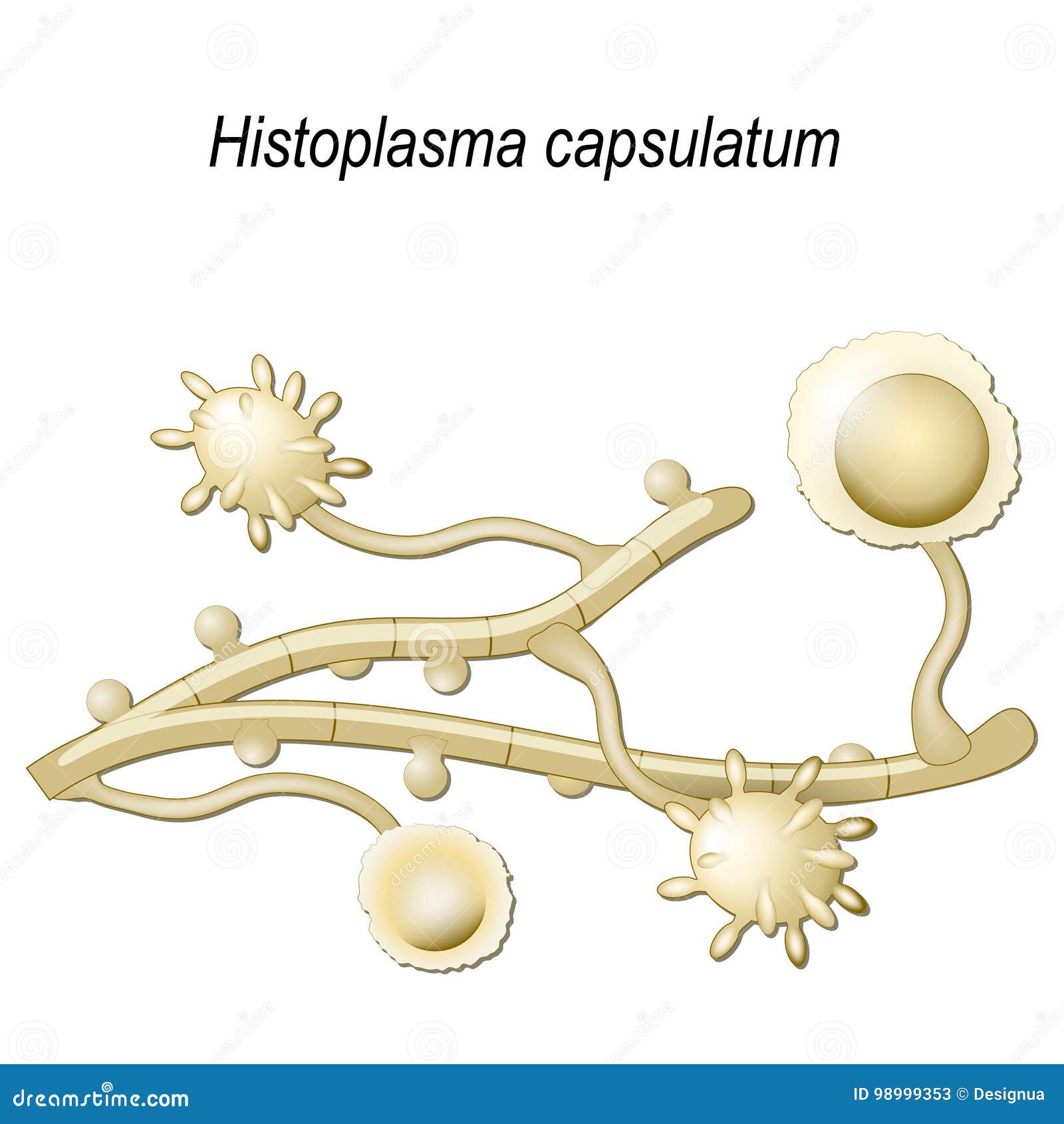 Histoplasma capsulatum 向量例证. 插画 包括有 俄亥俄, 病理学, 诊断, 电池 - 98999353