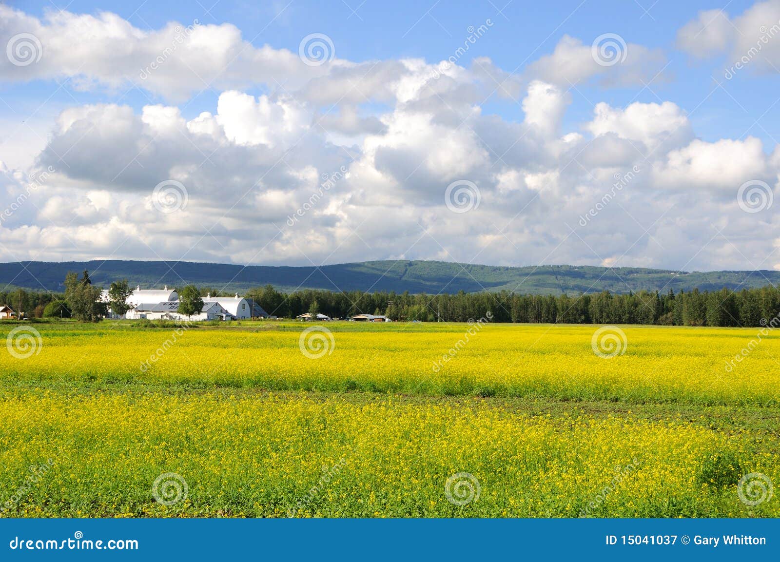 Historic Alaska Farm in Summer Stock Image - Image of hills, scenic ...