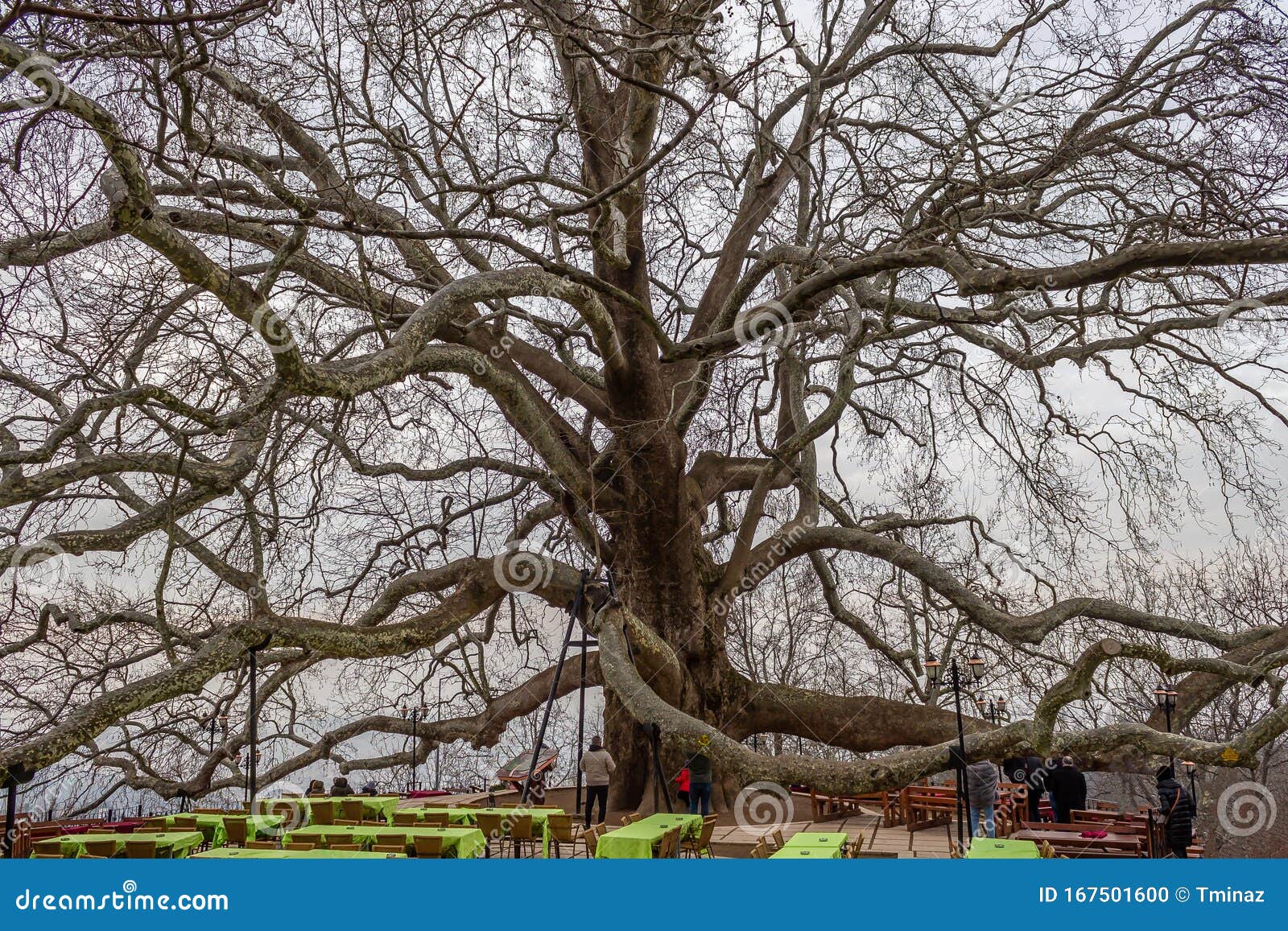 Historic Old Plane Tree. Inkaya, Bursa, Turkey Stock Photo - Image of ...