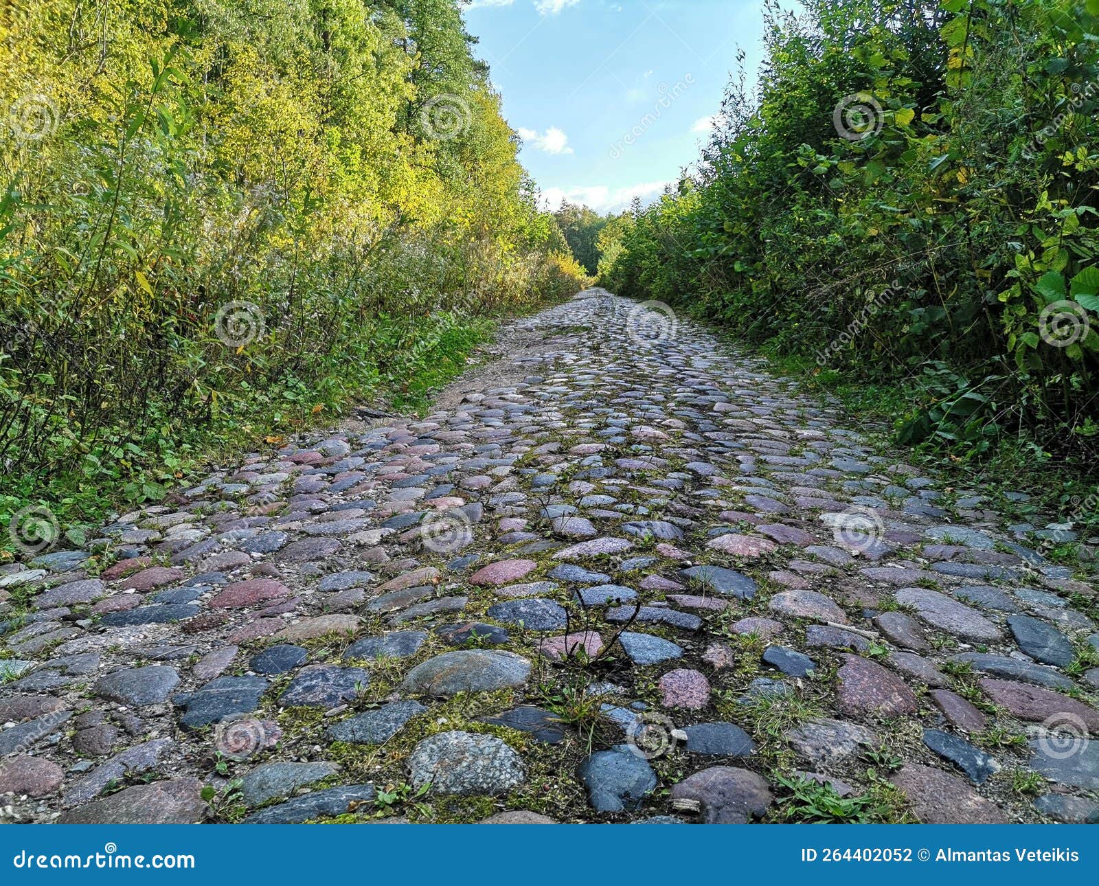 Historic old road stock photo. Image of nature, trail - 264402052