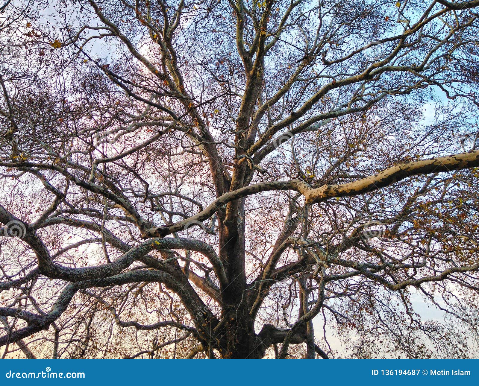 Historic Plane Tree Background Stock Image - Image of beauty, botany ...