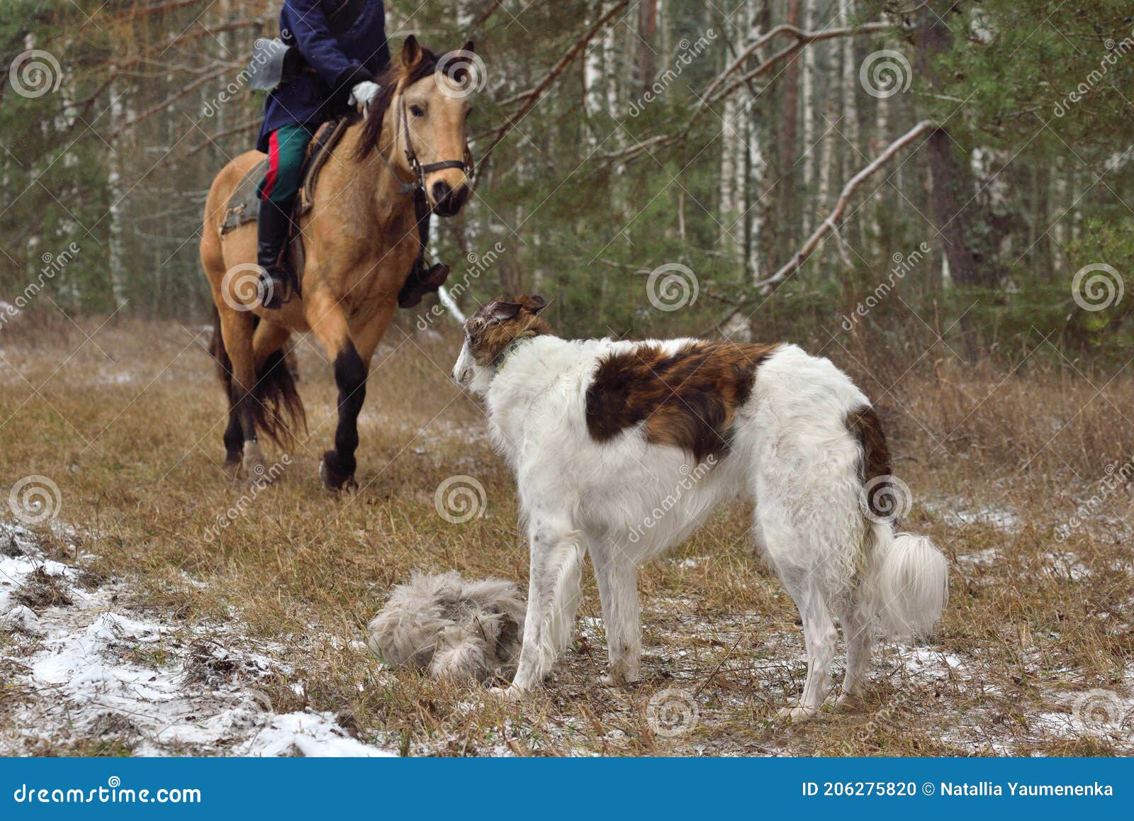 Reconstruction of Hunting with Borzoi Dogs Stock Photo - Image of ...