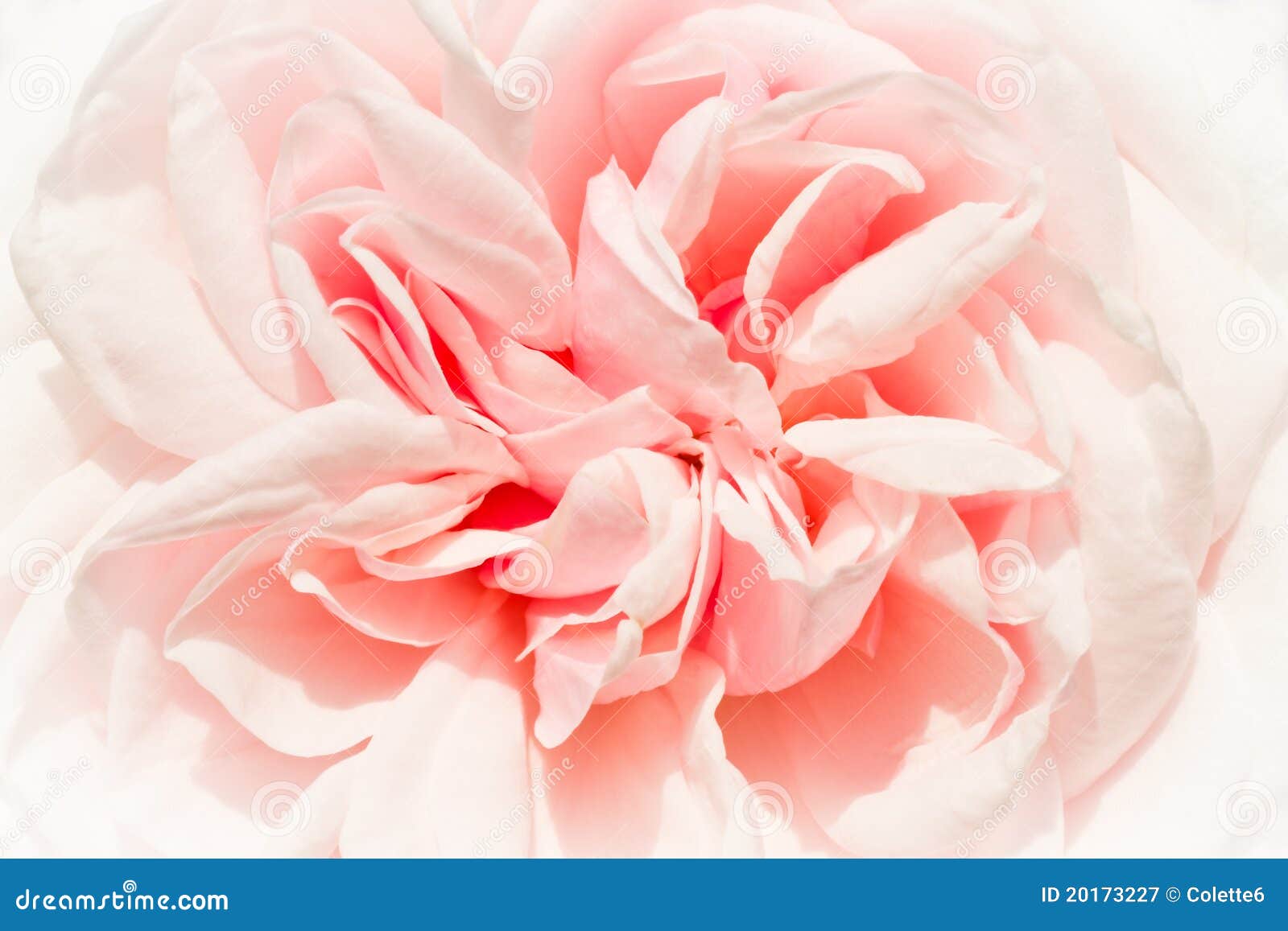 Historic Rose - Souvenir De La Malmaison Stock Image - Image of ...
