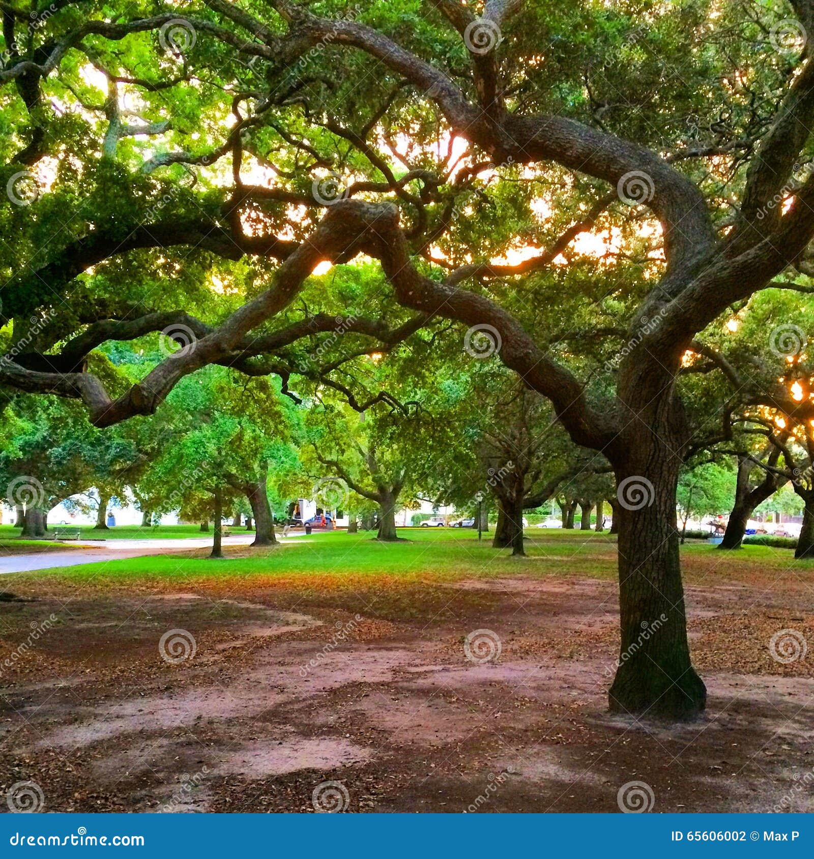 Historic Tree in Charleston Stock Photo - Image of greenery, tree: 65606002