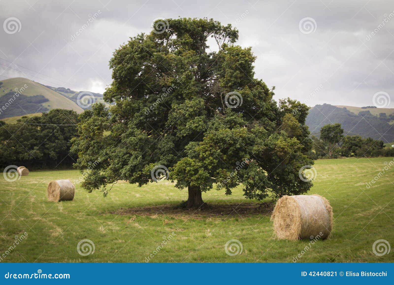 Historic Tree with Hay Balls Stock Image - Image of rural, europe: 42440821