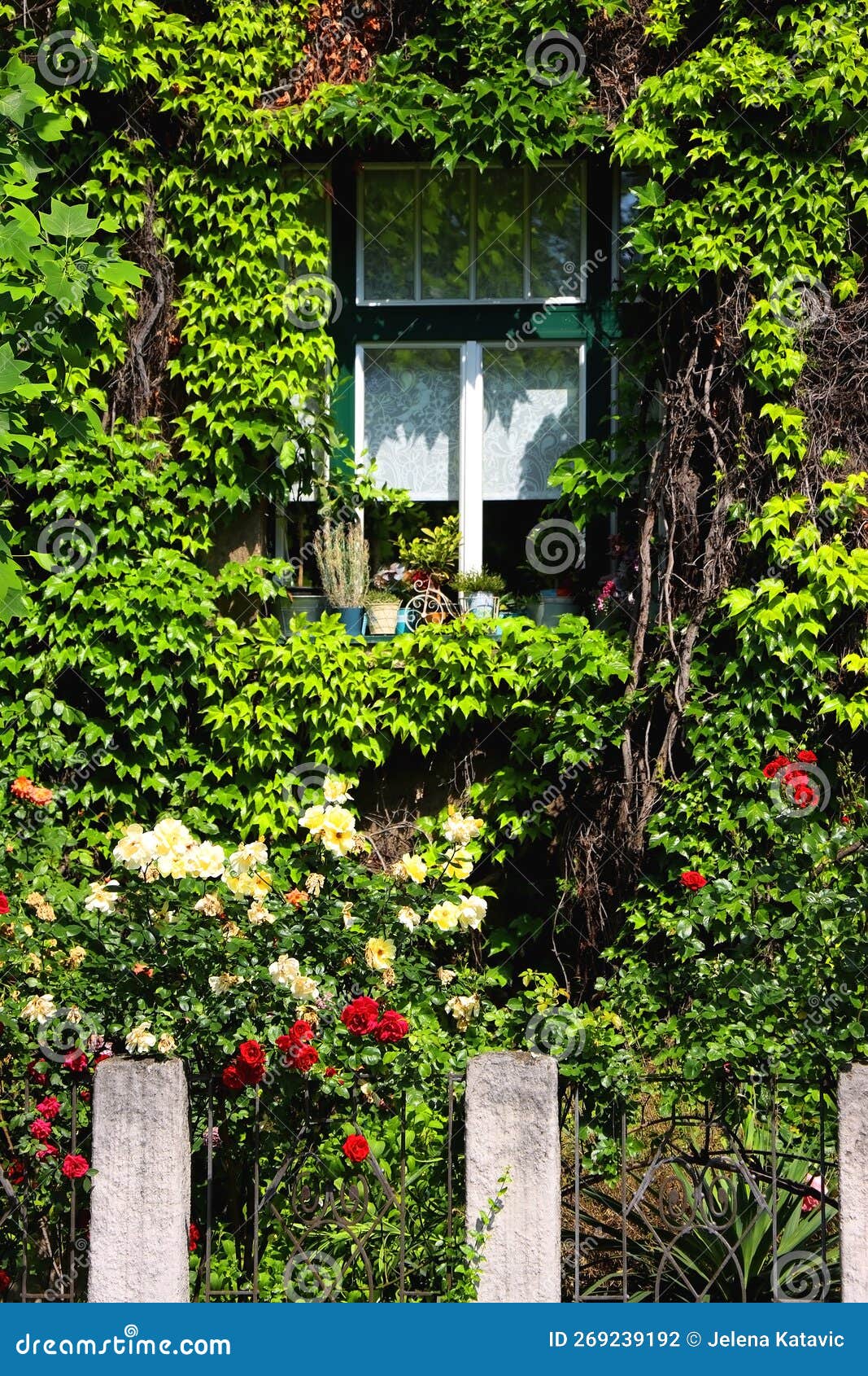 Building Covered in Plants stock photo. Image of building - 269239192