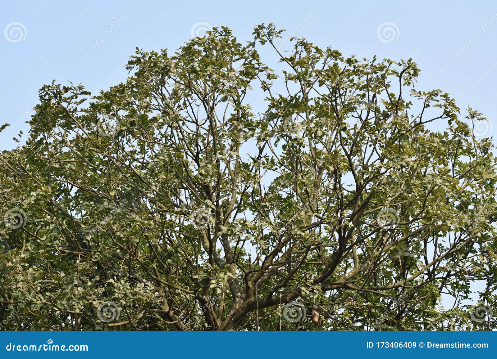 Historical Museum Kolkata India Visitingspot Tree Stock Image - Image ...