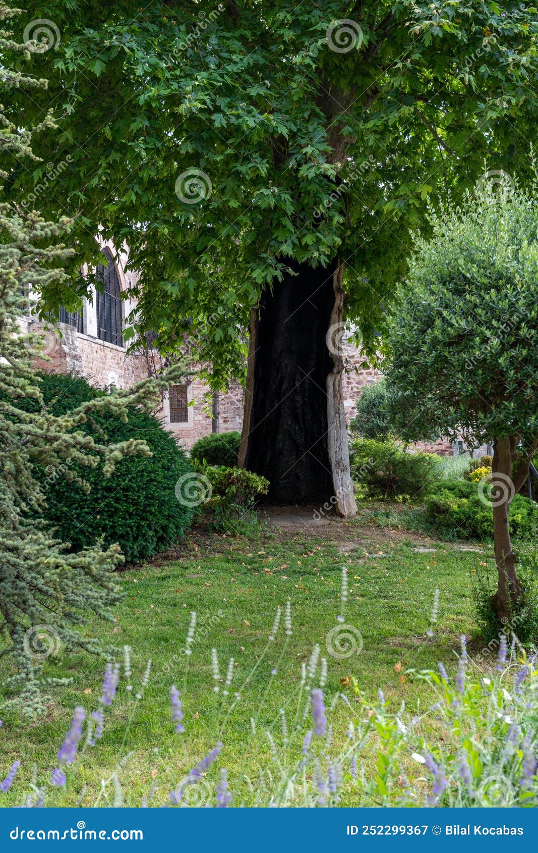 The Historical Oriental Plane Tree in Sultanahmet Square in Fatih ...