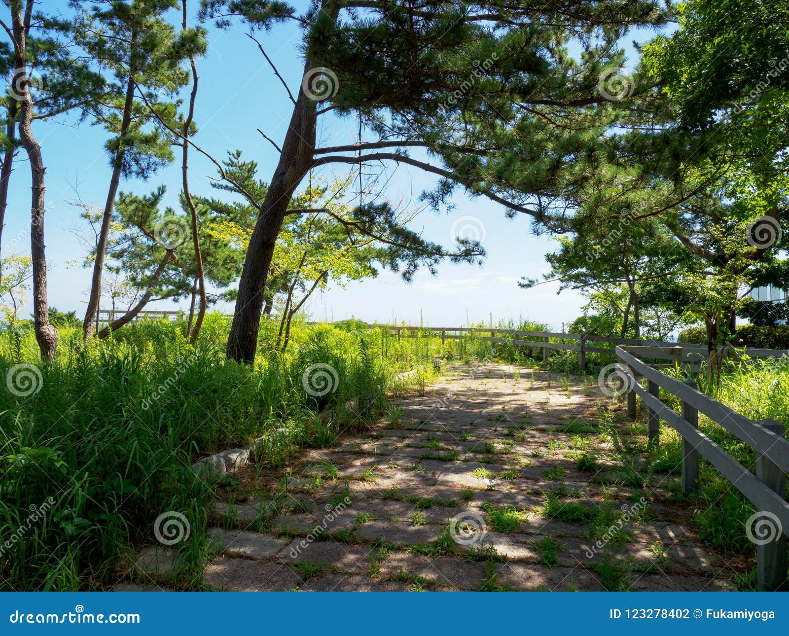 Hitachi Seaside Park, Japan Stock Photo - Image of tourism, landmark ...