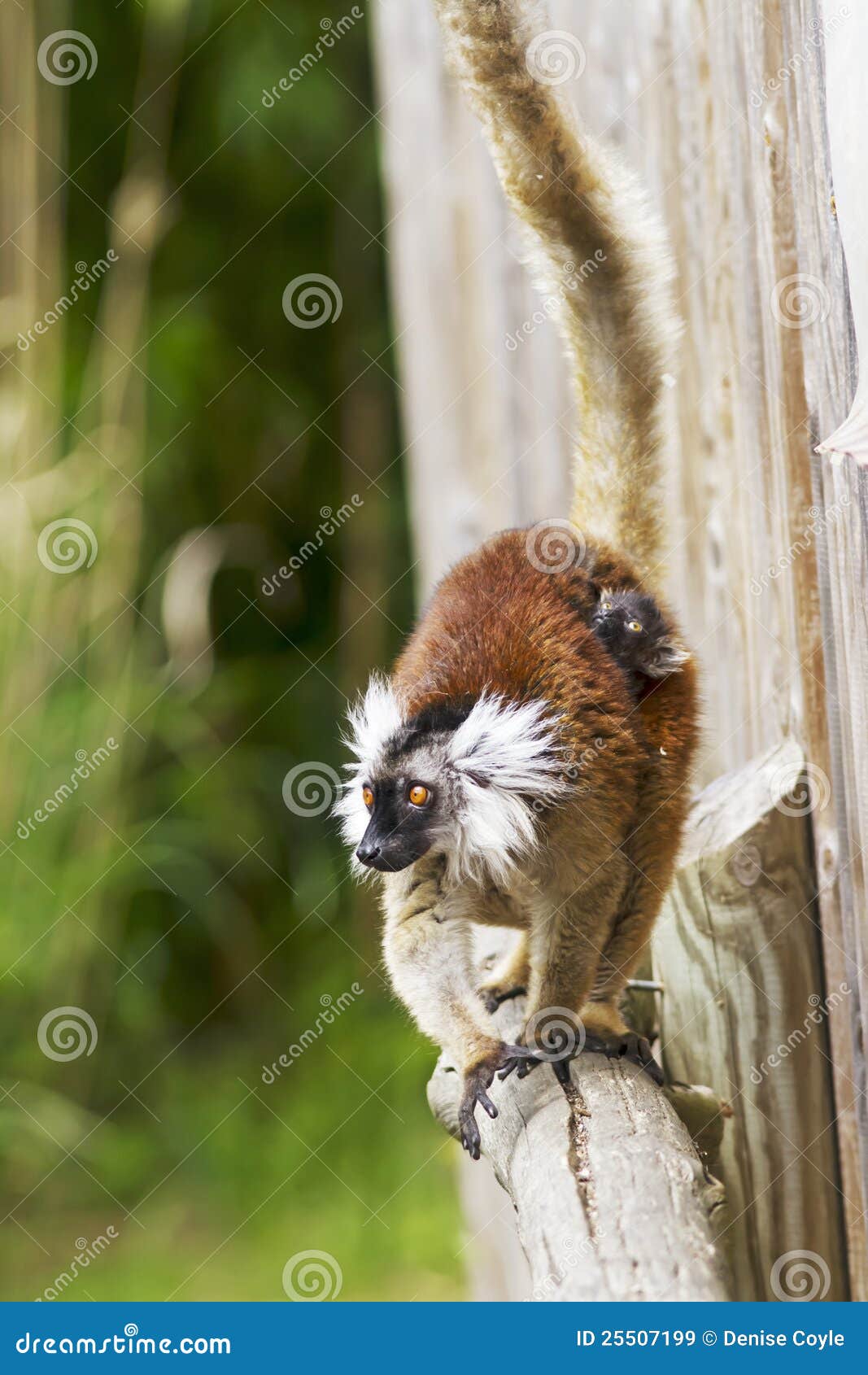 Hitching einen Aufzug stockbild. Bild von wild, afrika - 25507199