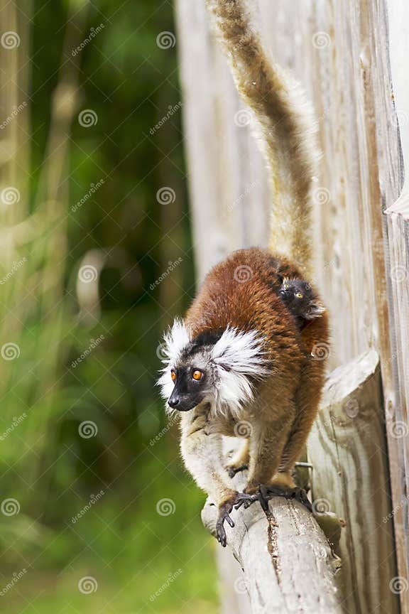 Hitching a lift stock image. Image of instinct, endangered - 25507199
