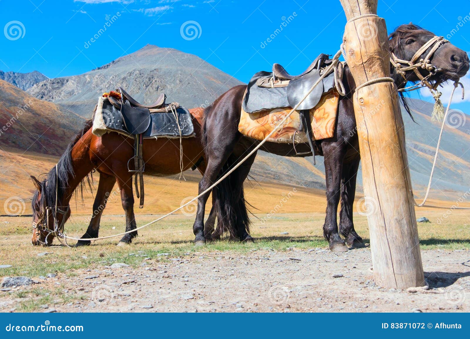 Hitching post stock photo. Image of kyrgiz, brown, bridle - 83871072
