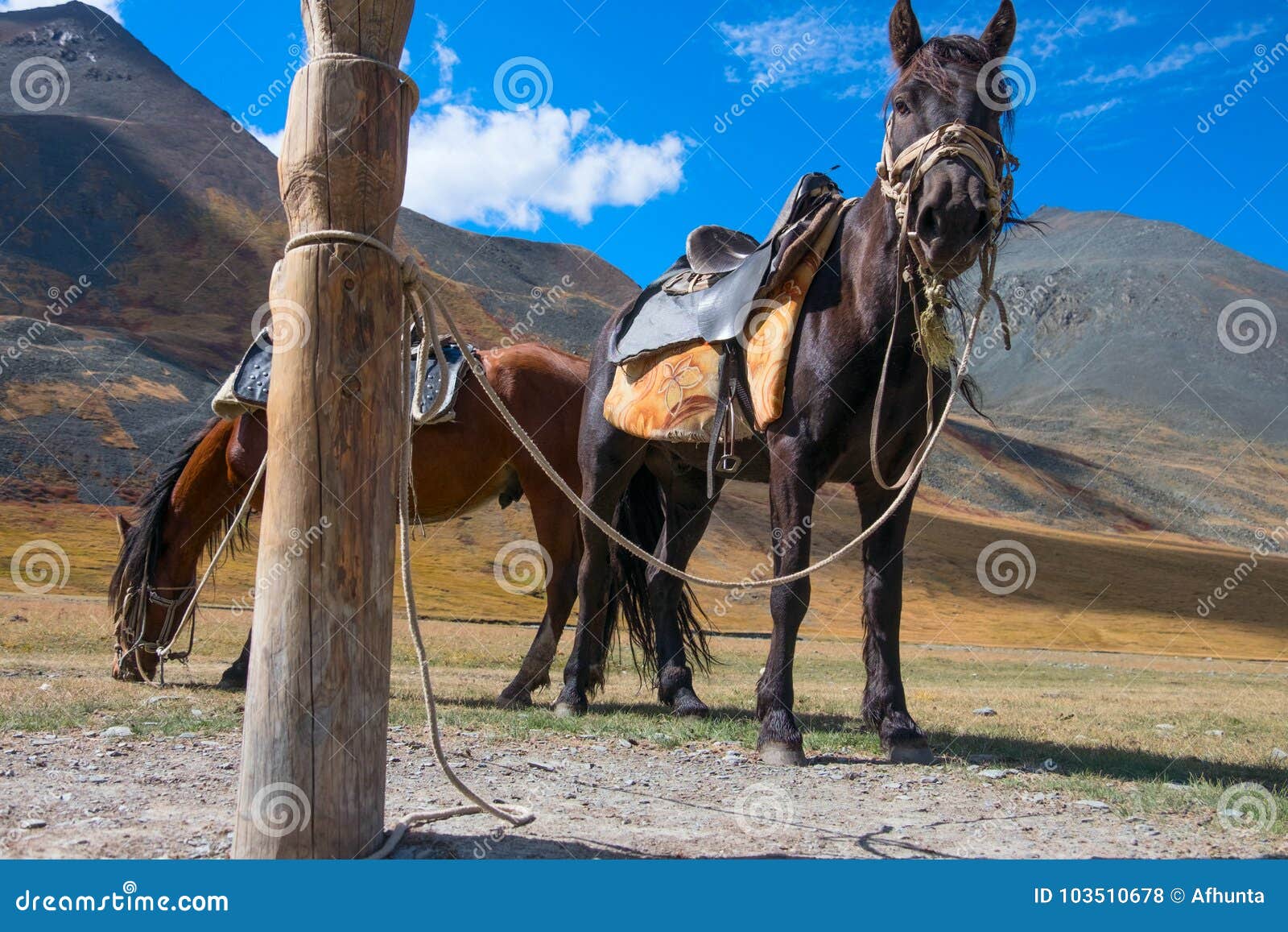 Hitching post stock photo. Image of agriculture, animal - 103510678