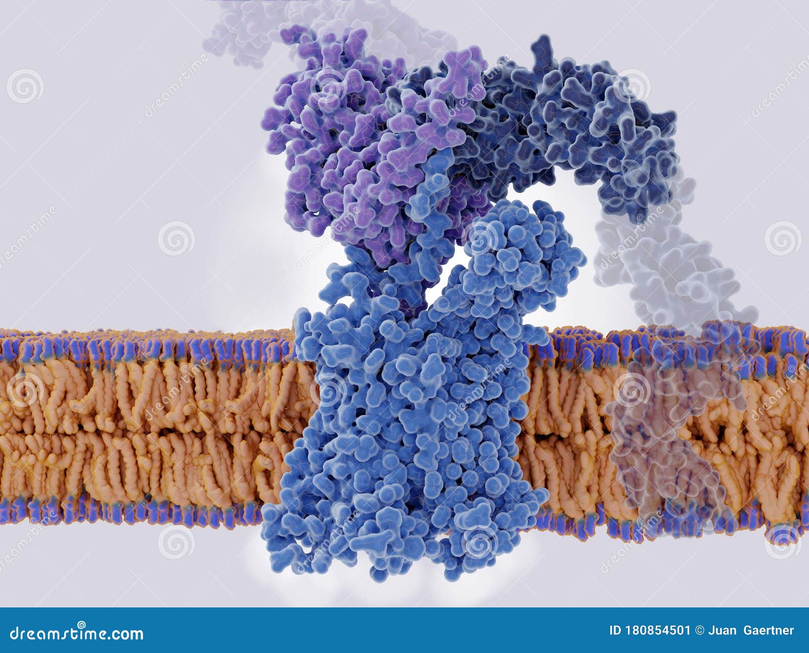 HIV-1 Envelope Glycoprotein Interacts with a CD4 Receptor and a ... HIV-1 Envelope Glycoprotein Interacts with a CD4 Receptor and a ...