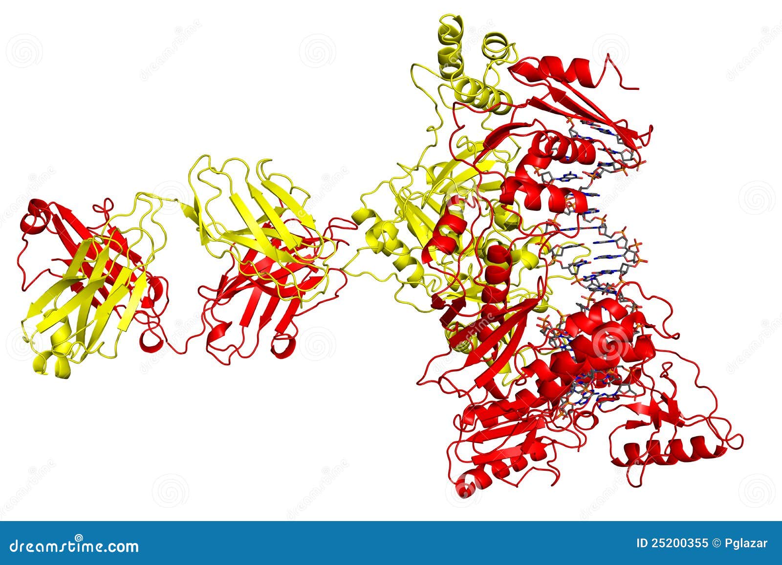 HIV Reverse Transcriptase, DNA-bound Stock Illustration - Illustration ...