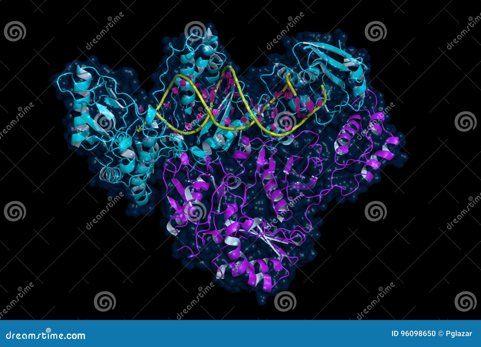 HIV Reverse Transcriptase Model Stock Illustration - Illustration of ...