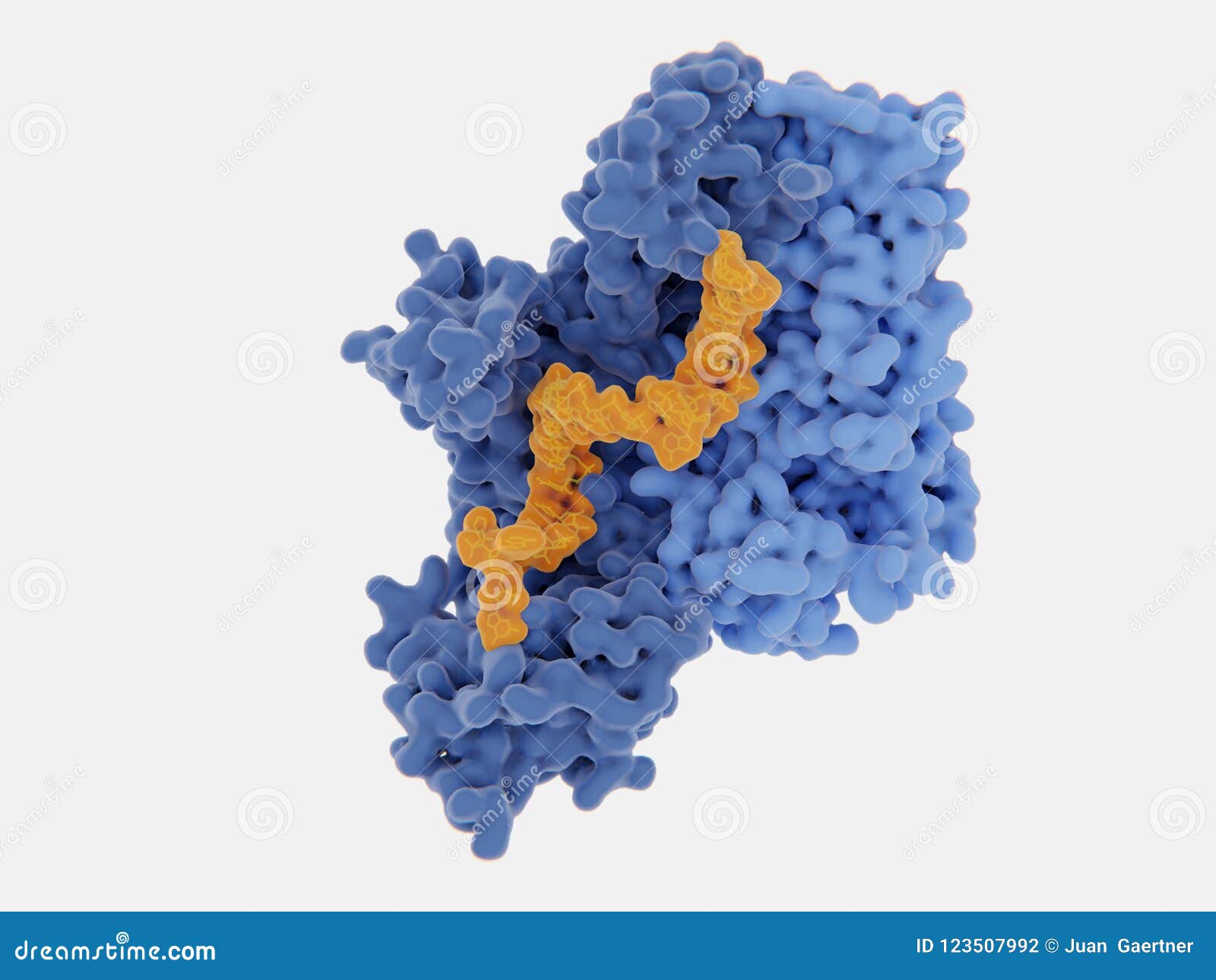 HIV-1 Reverse Transcriptase RT Complexed with a 30 Nucleoside Inhibitor ...