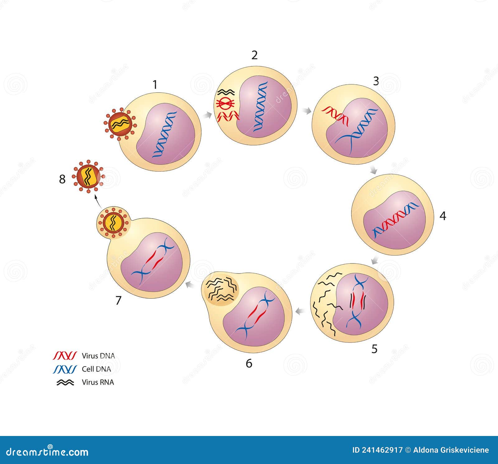 HIV viral life cycle stock illustration. Illustration of microbiology ...