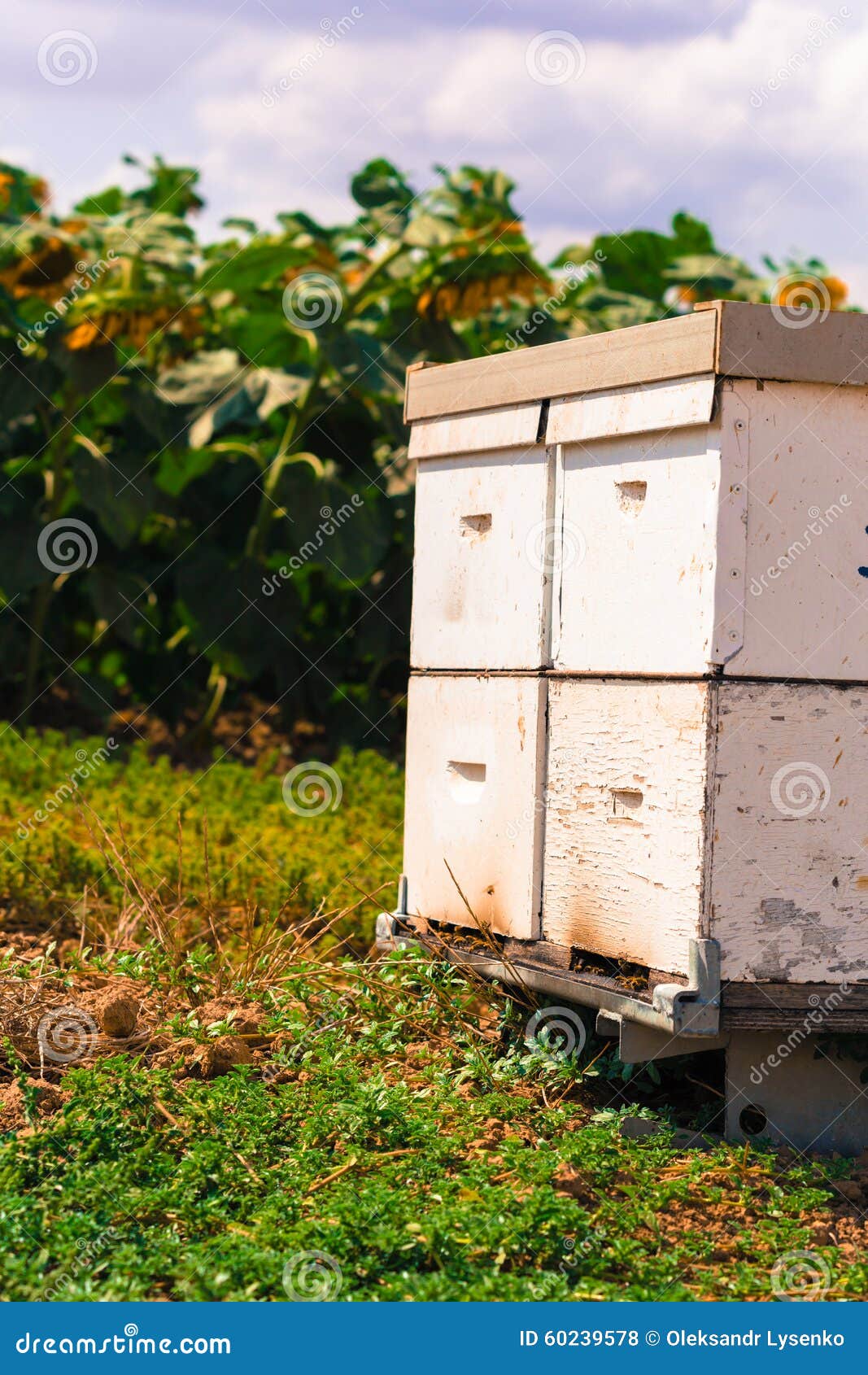 Hive by the bees stock photo. Image of beehives, white - 60239578