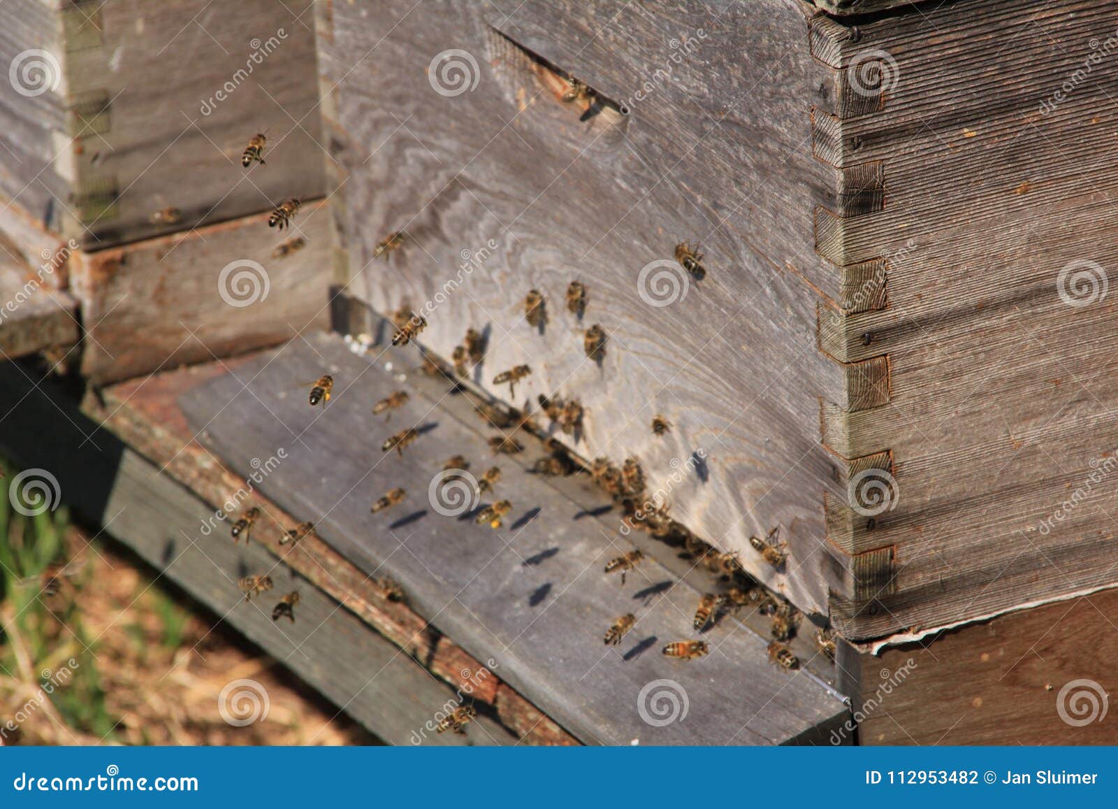 Hive with bees in spring. stock photo. Image of entering - 112953482