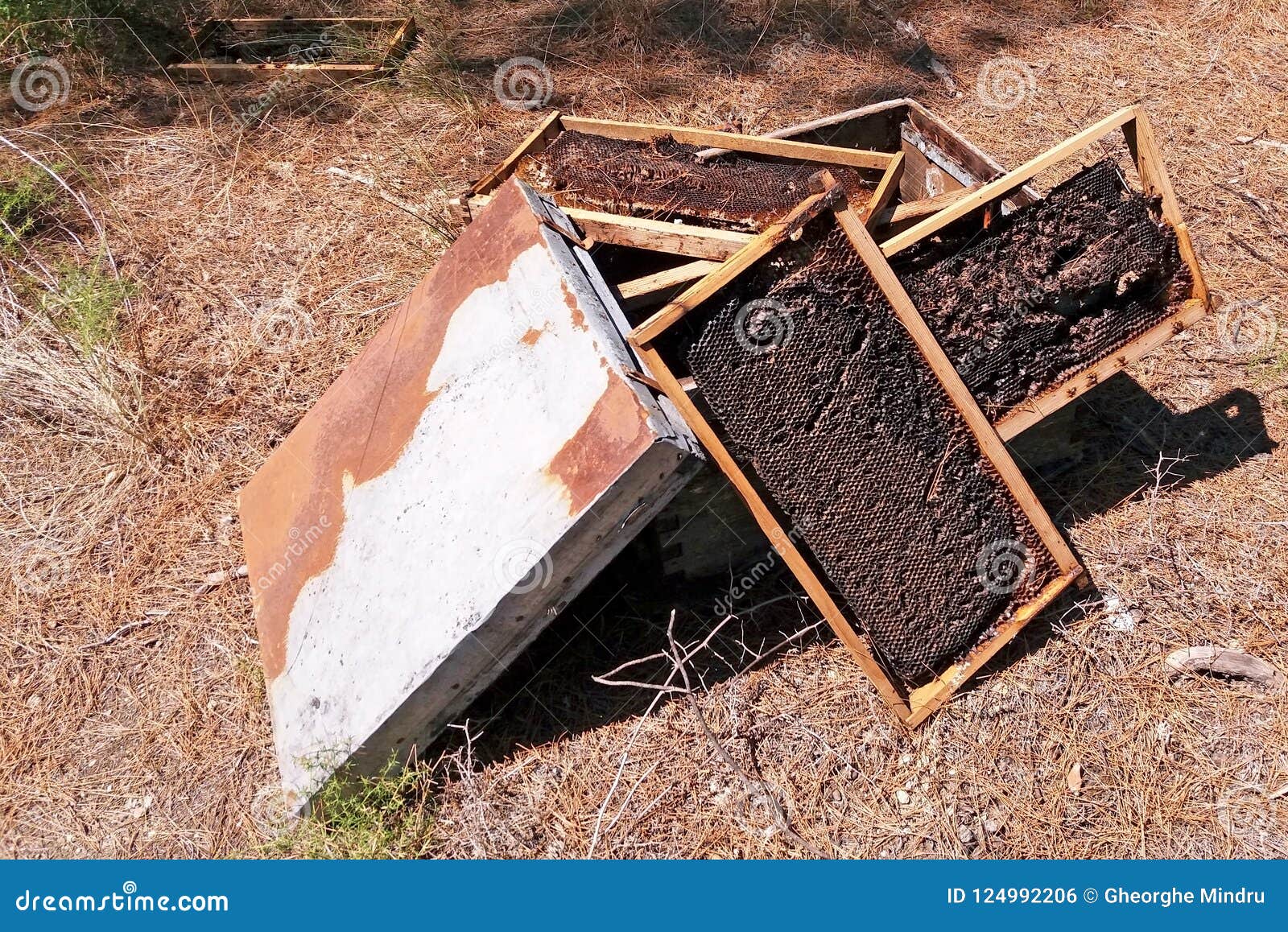 A Hive of Bees Thrown into a Pine Forest Stock Photo - Image of farm ...