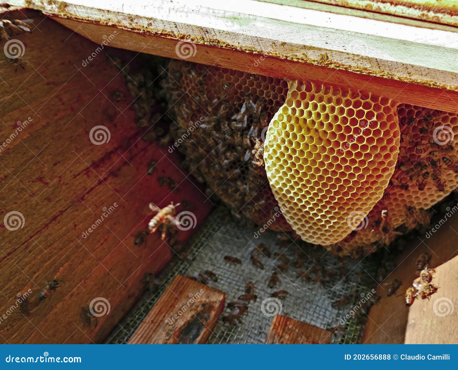 Hive with Breeding Bee Nest Stock Photo - Image of organic, apiarist ...