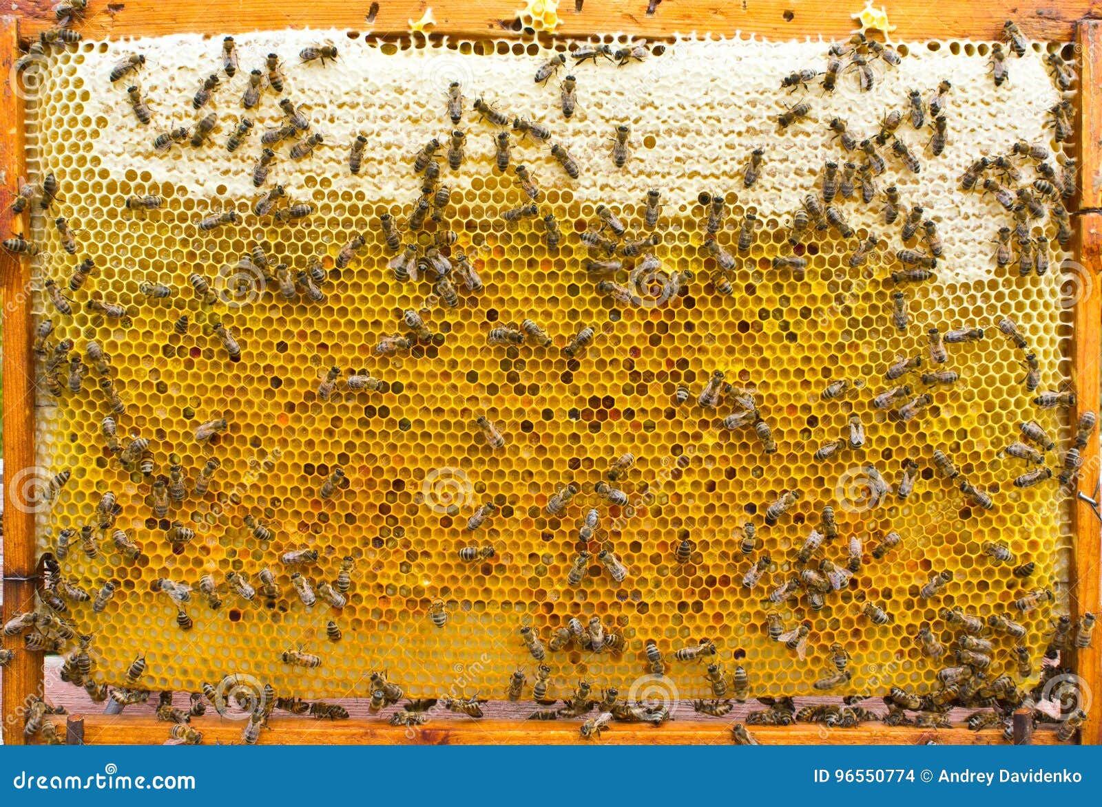 Hive Frame with Bees, Honey and Pollen Stock Photo - Image of work ...