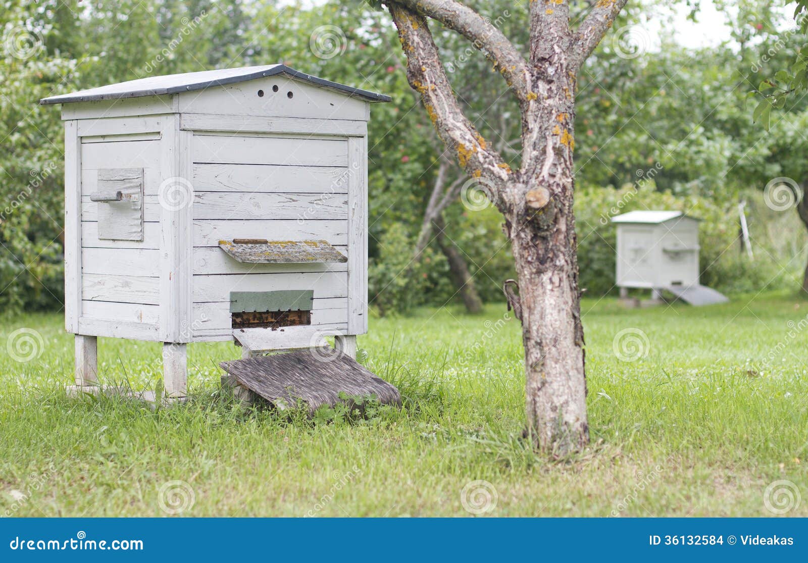 Hive in the garden stock photo. Image of yellow, green - 36132584