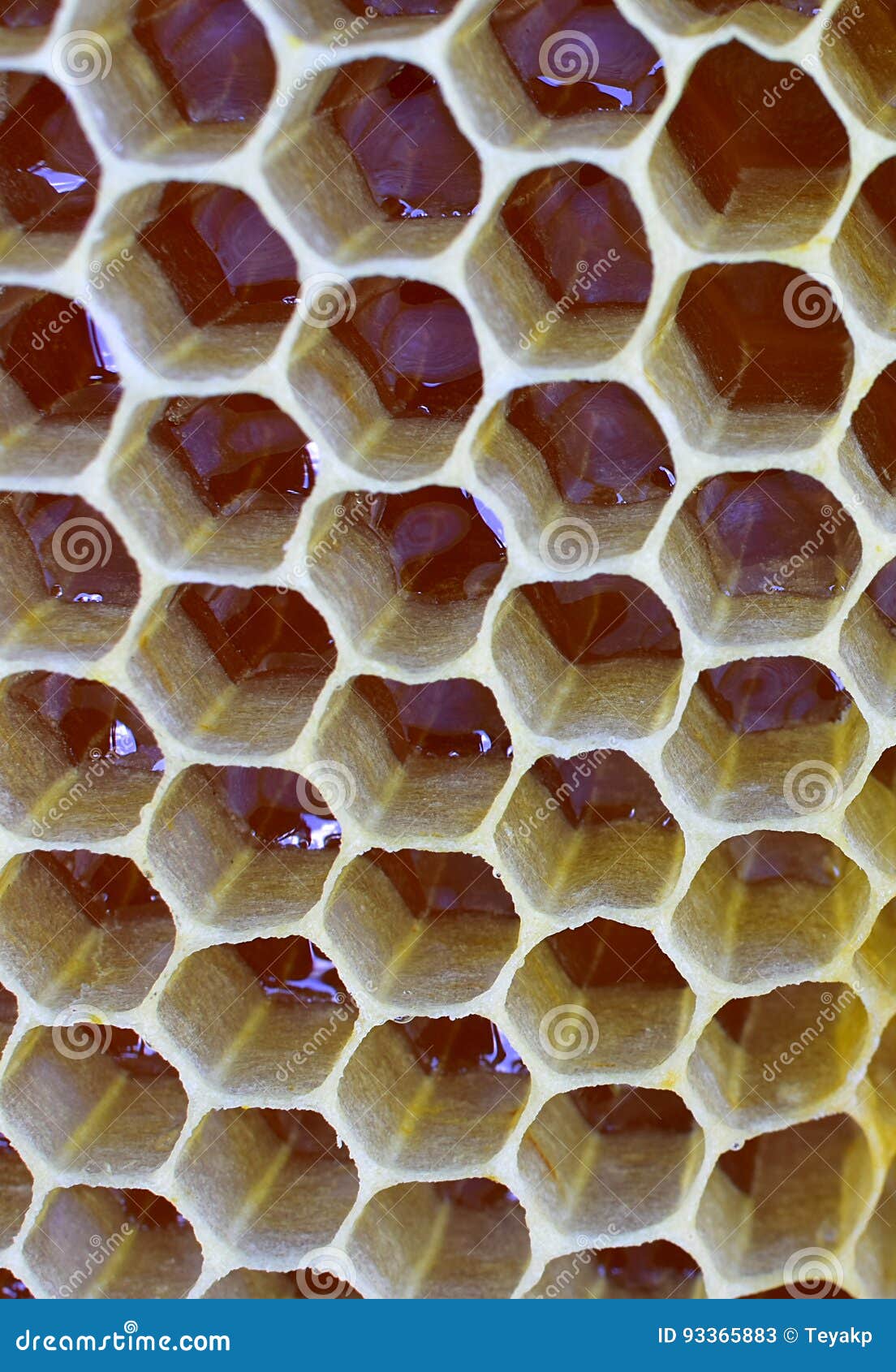 Hive, Honeycomb Full of First, Fresh Honey Stock Image - Image of ...