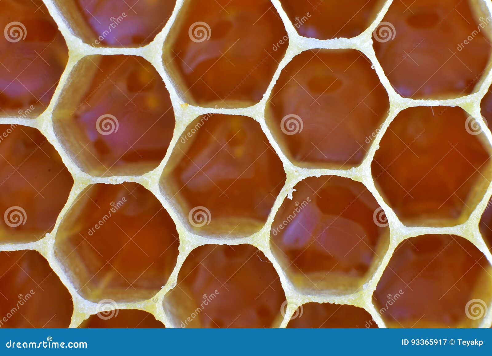 Hive, Honeycomb Full of First, Fresh Honey Stock Image - Image of ...