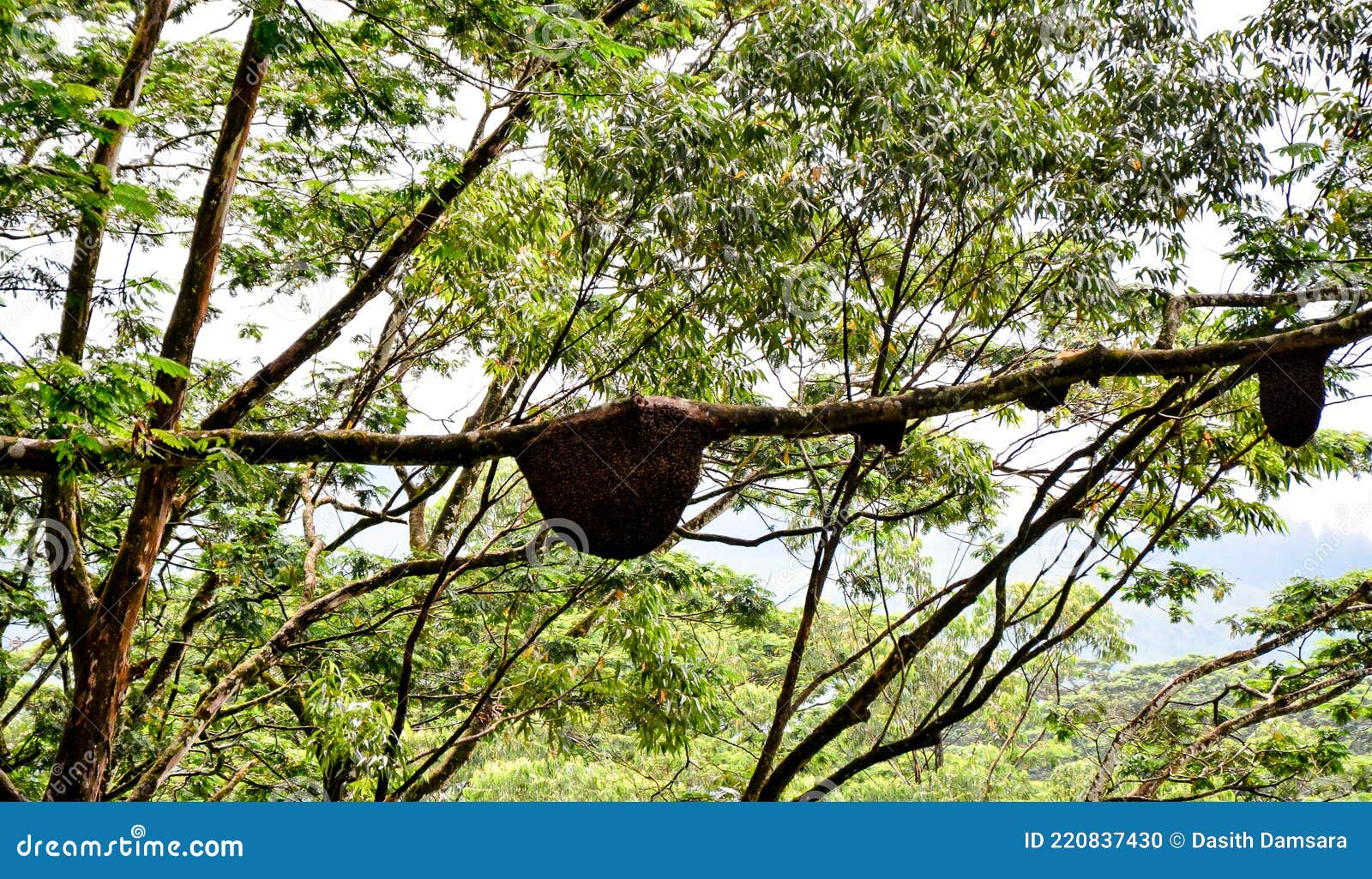 Hive Made of Bees on Trees in Badulla,Srilanka Stock Photo - Image of ...