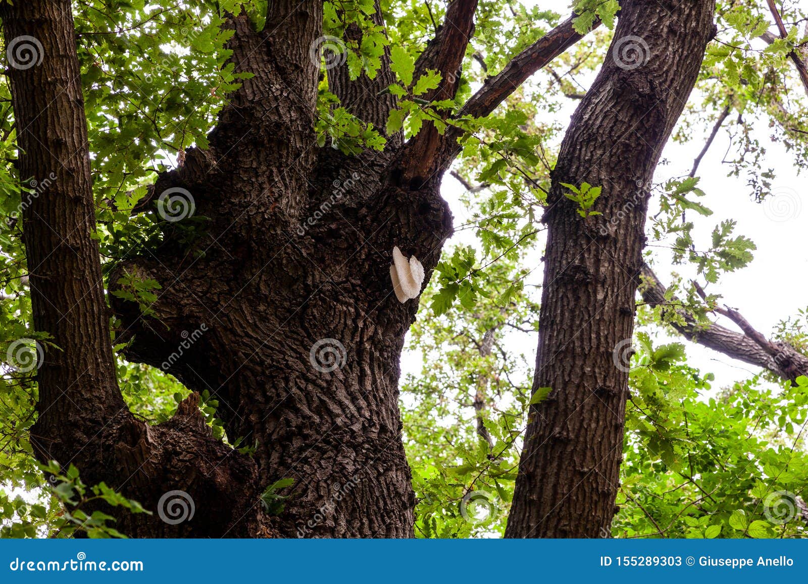 Hive on the oak tree stock image. Image of brown, honeybee - 155289303