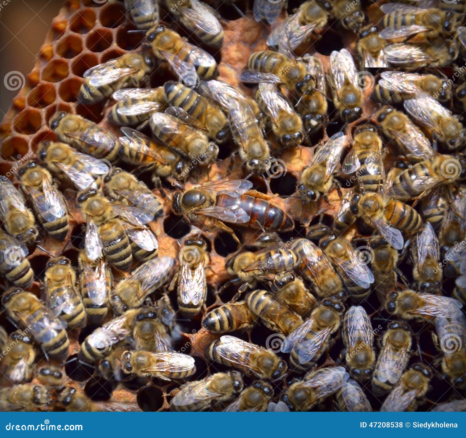 Hive with queen bee stock photo. Image of busy, eating - 47208538