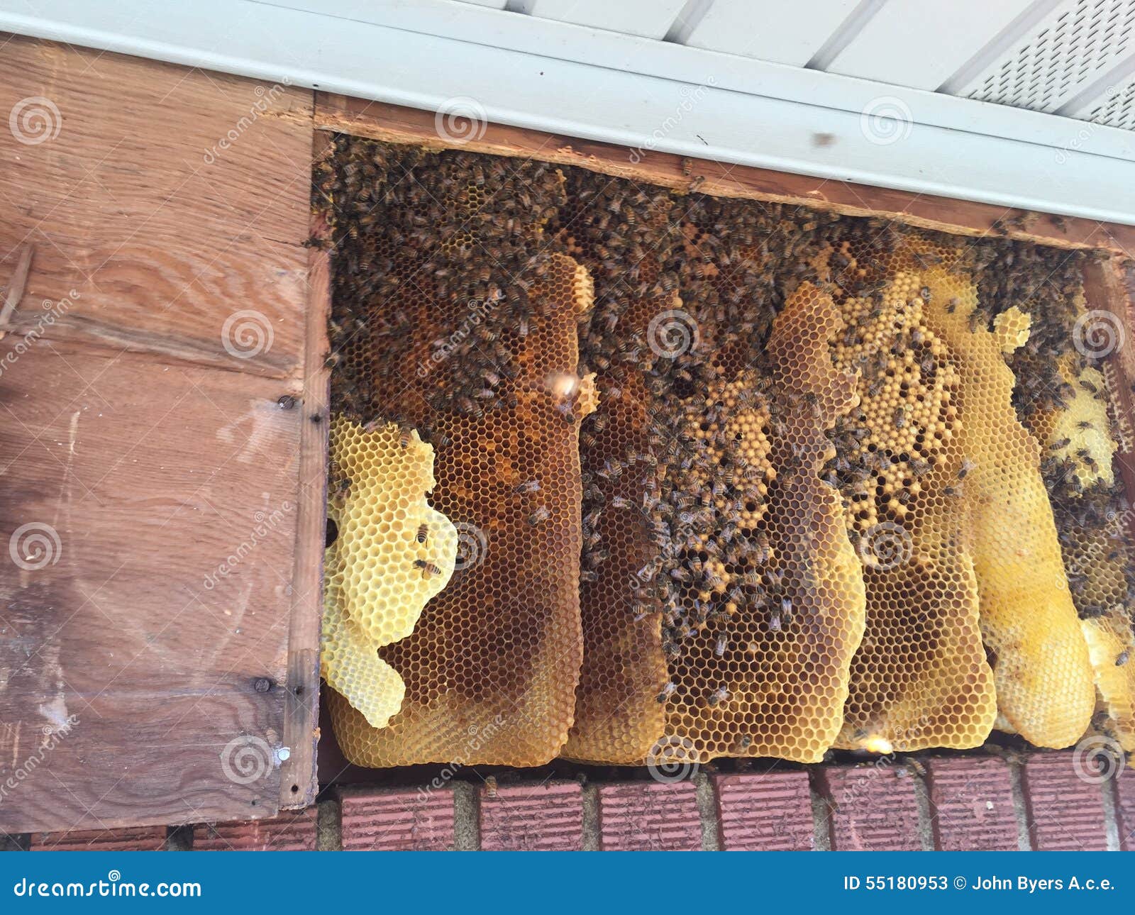 Hive in wall stock image. Image of swarm, hive, wall - 55180953