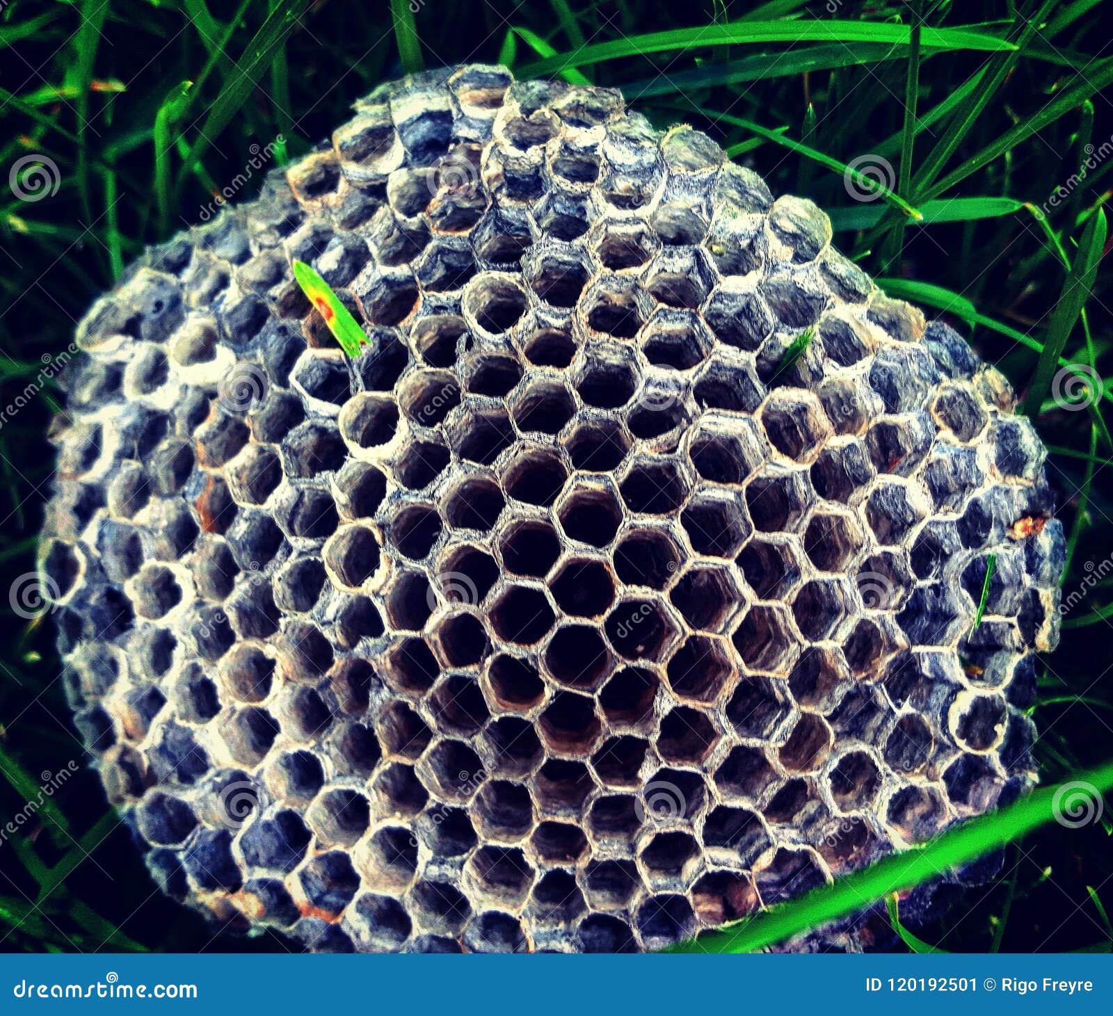 The hive stock image. Image of beehive, nest, wasp, hive - 120192501