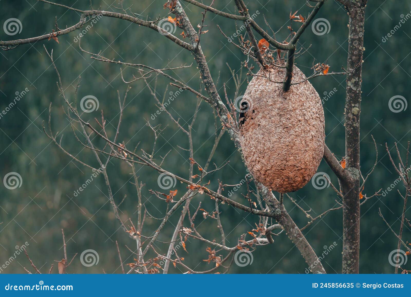 Hive Of Wasps Hanging From Tree Royalty-Free Stock Photography ...