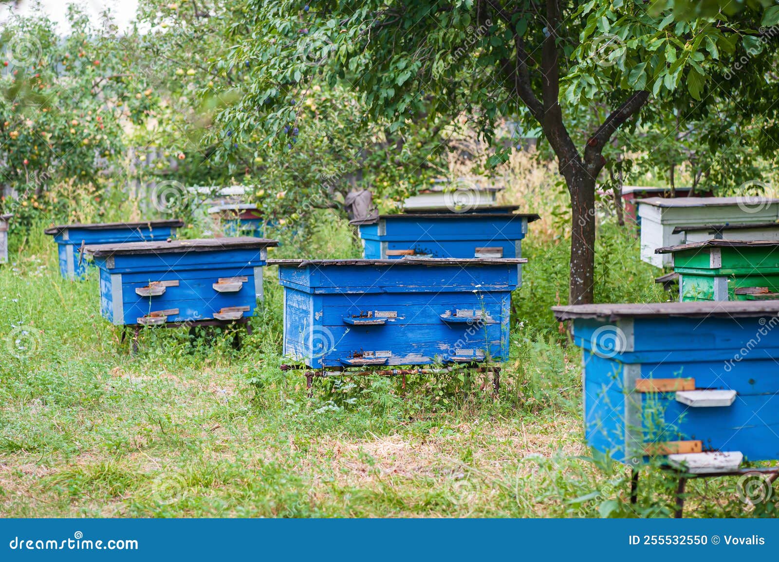 Hives in an Apiary with Bees in a Green Garden Stock Photo - Image of ...