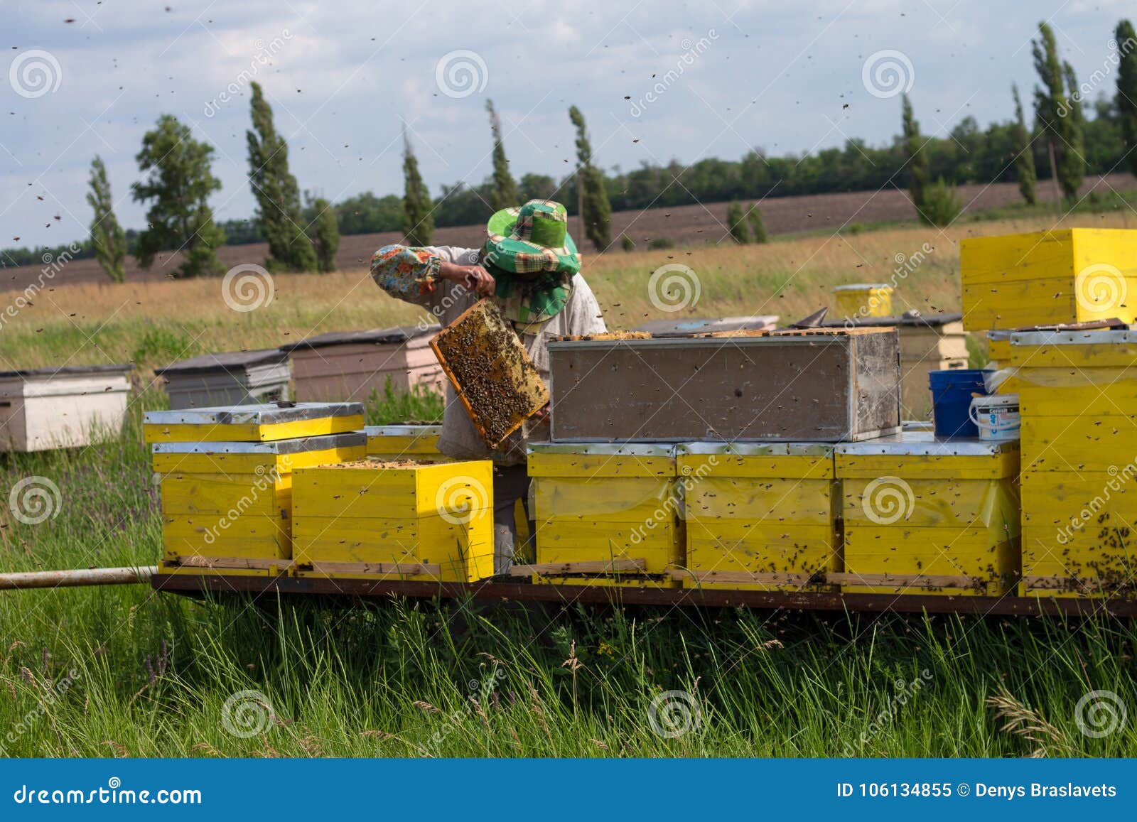 Hives in the Apiary with Bees. House for Bees Stock Image - Image of ...