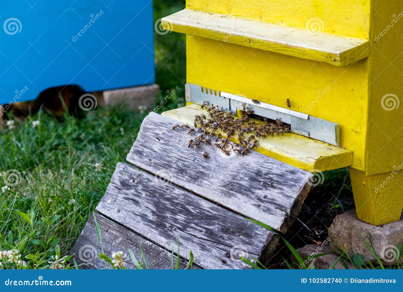 Hives in the apiary stock photo. Image of beehives, garden - 102582740