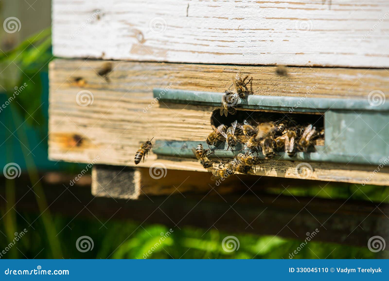 Hives in the Apiary. Honey Bees Fly in and Out of the Hive. the Bees ...