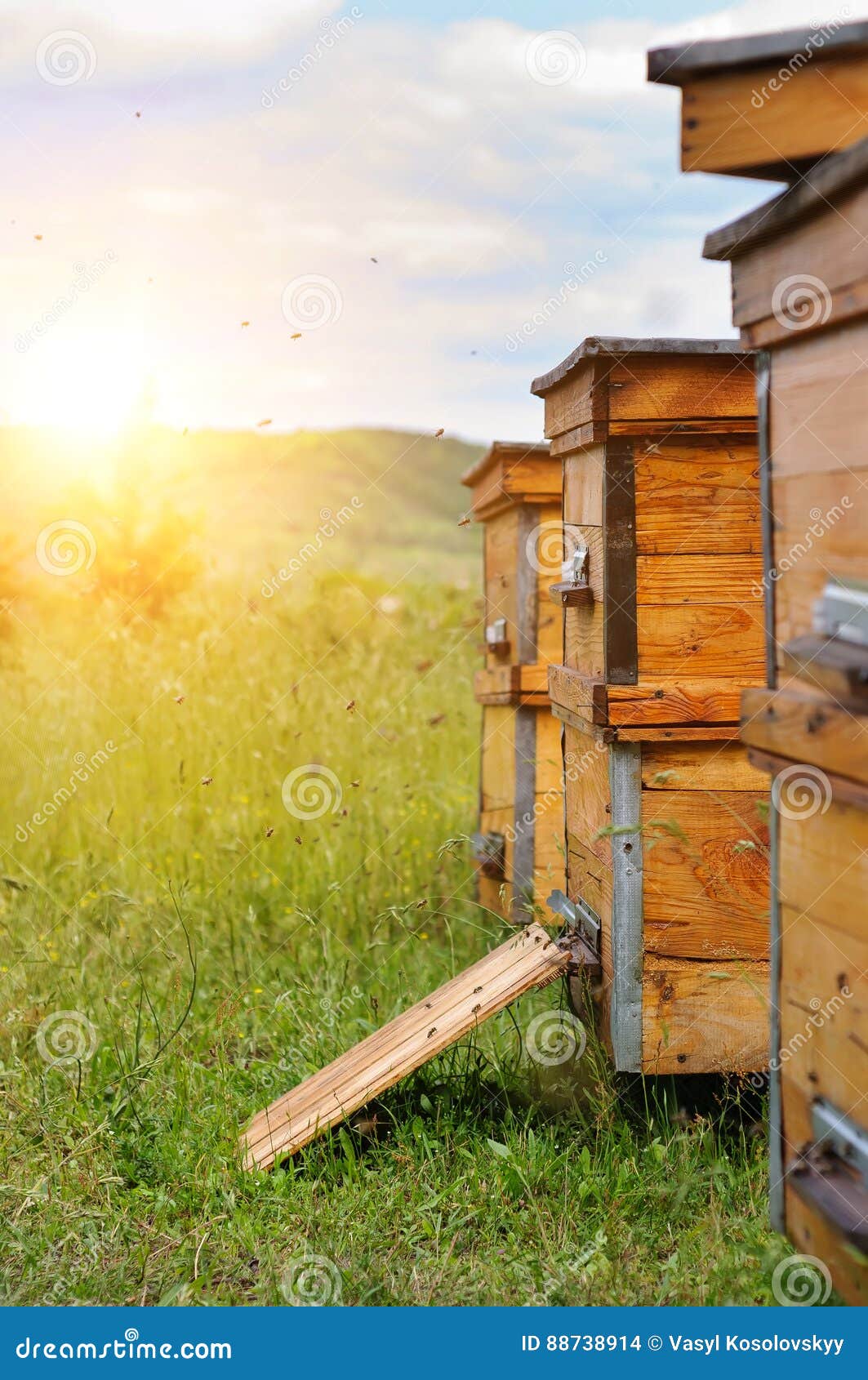 Hives of Bees in the Apiary. Sunrise. Stock Photo - Image of ...