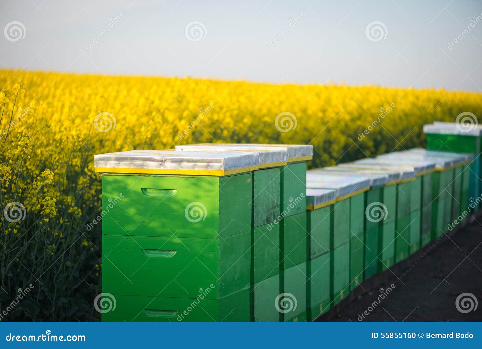 A Row Of Bee Hives In A Field. The Beekeeper In The Field Of Flowers ...